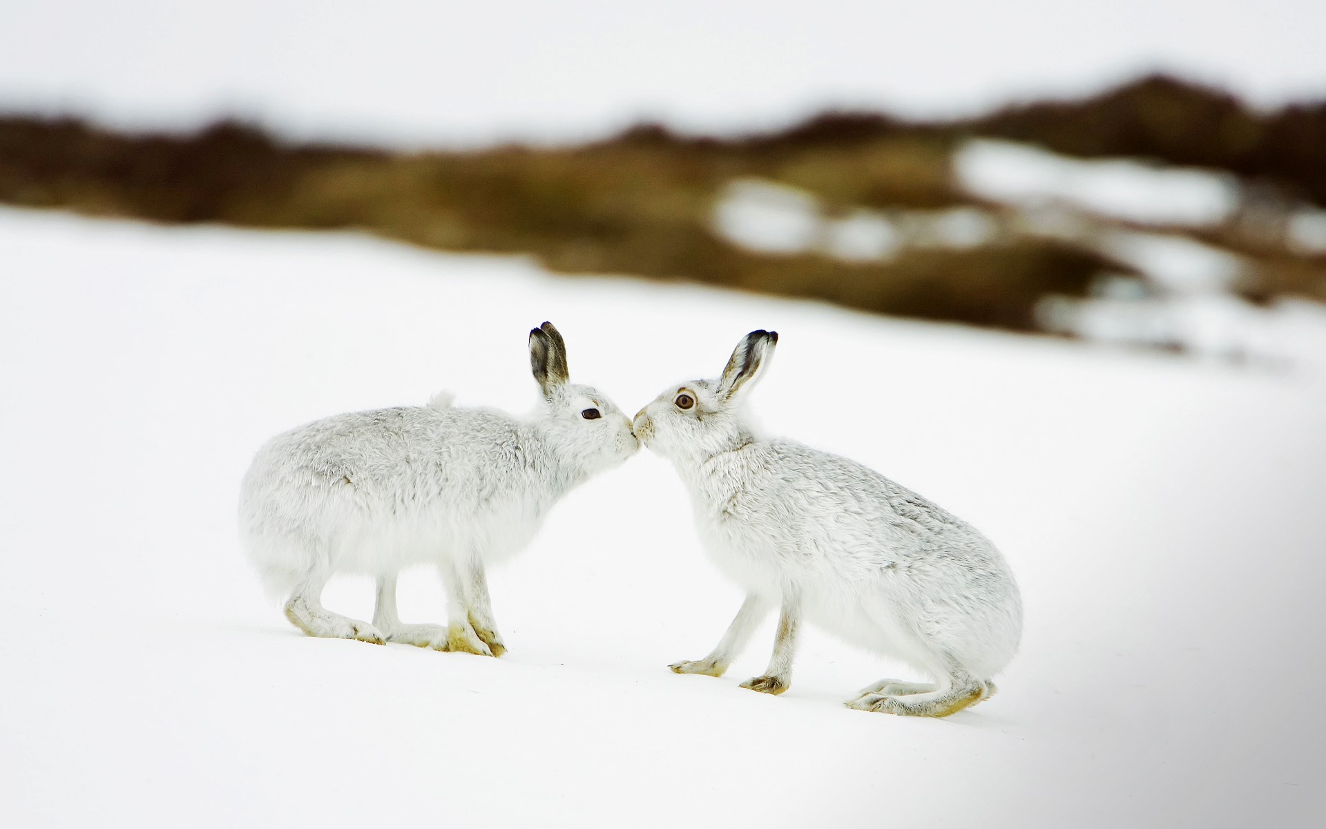 Download Depth Of Field Love Rabbit Animal Hare HD Wallpaper