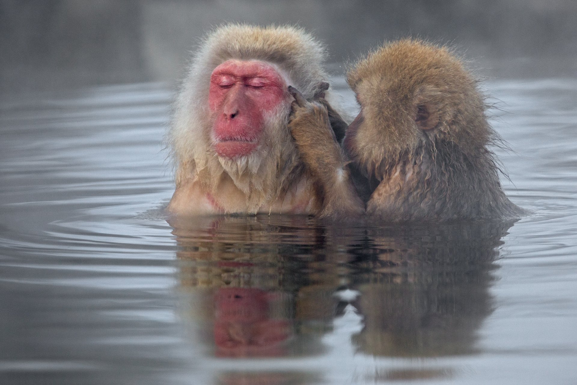 Japanese Macaques Wallpaper 31508