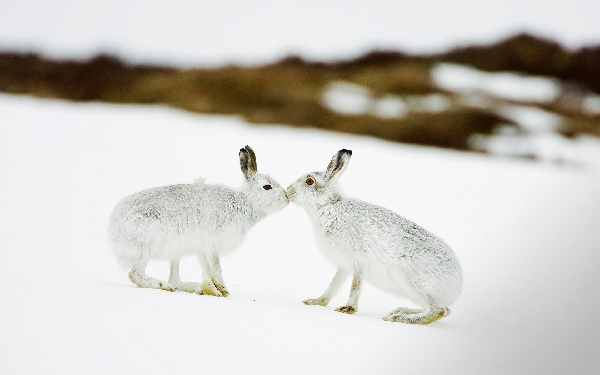 Love in Focus: HD Rabbit Romance with Stunning Depth of Field