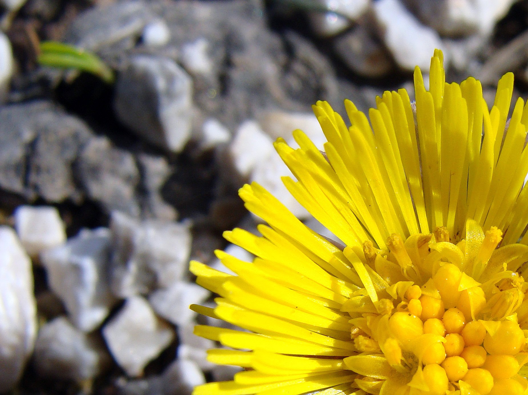 Download Flower Nature Close-up Wallpaper | 1850x1386 | Wallpaper Abyss