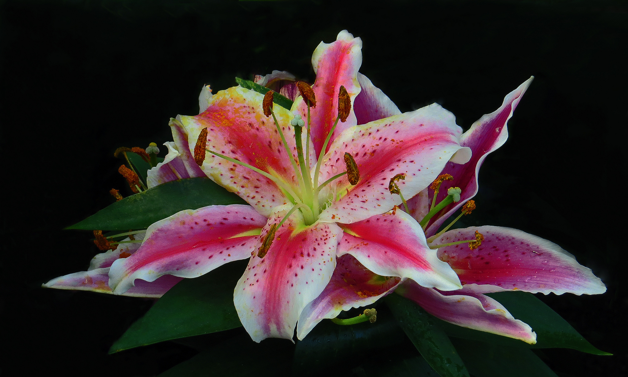 Download Pink Flower Flower Nature Lily HD Wallpaper