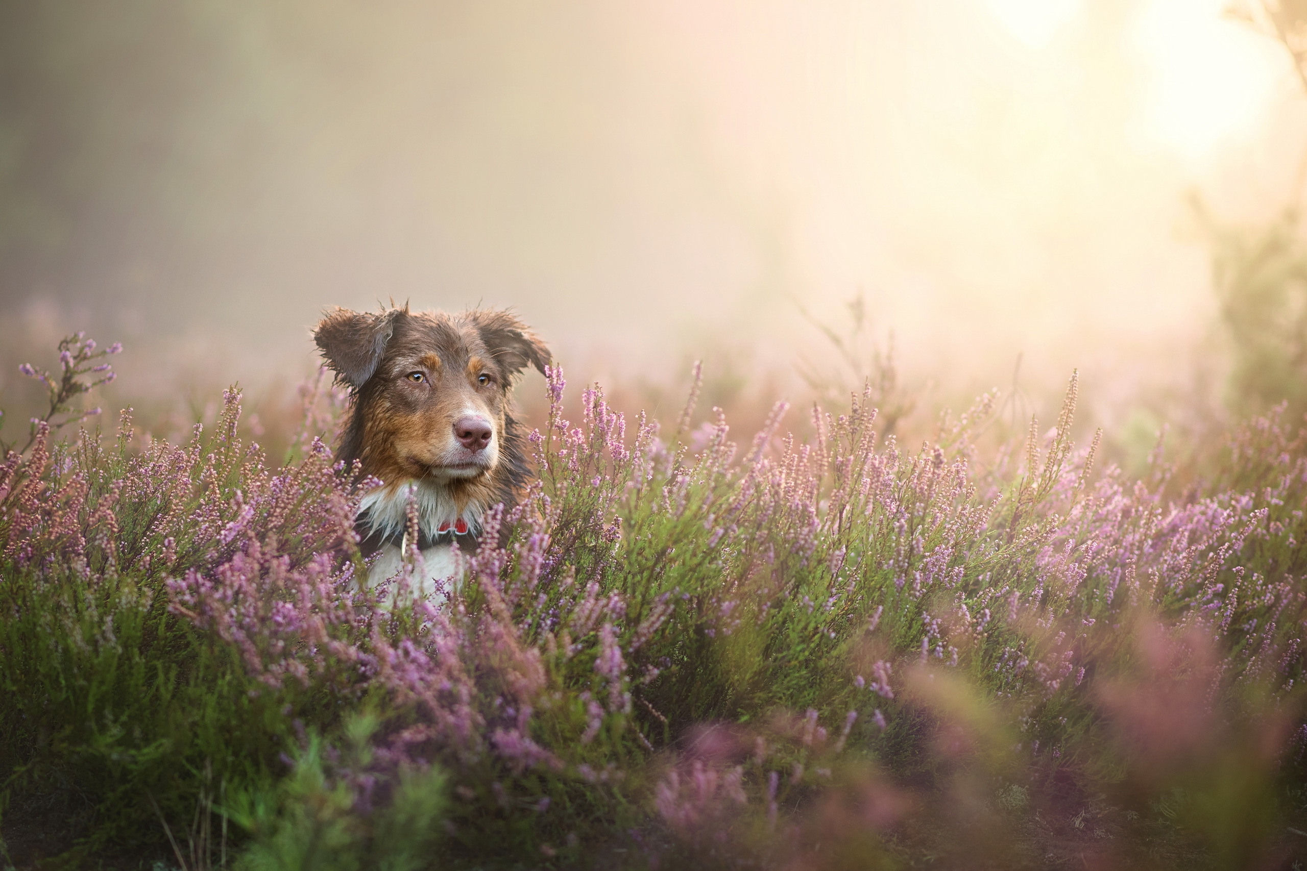 Download Fog Purple Flower Flower Animal Dog HD Wallpaper