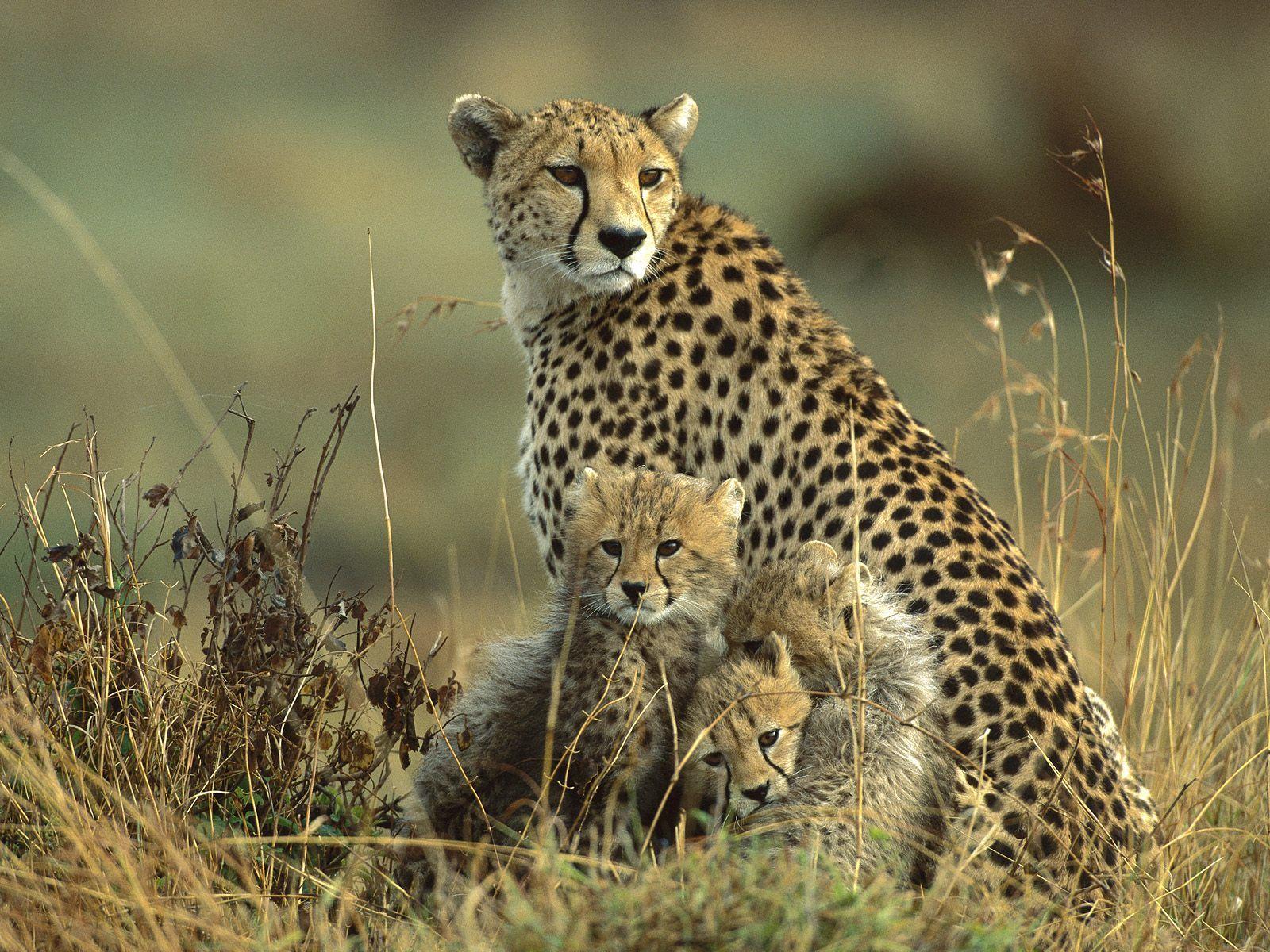 Download Baby Animal Cub Animal Cheetah Wallpaper