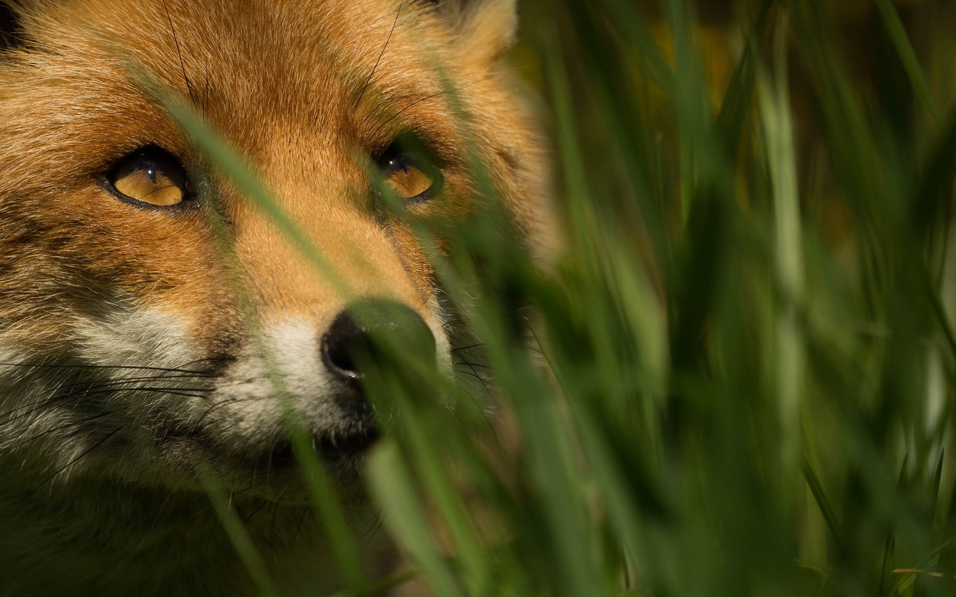 Fox Face Download Wallpaper