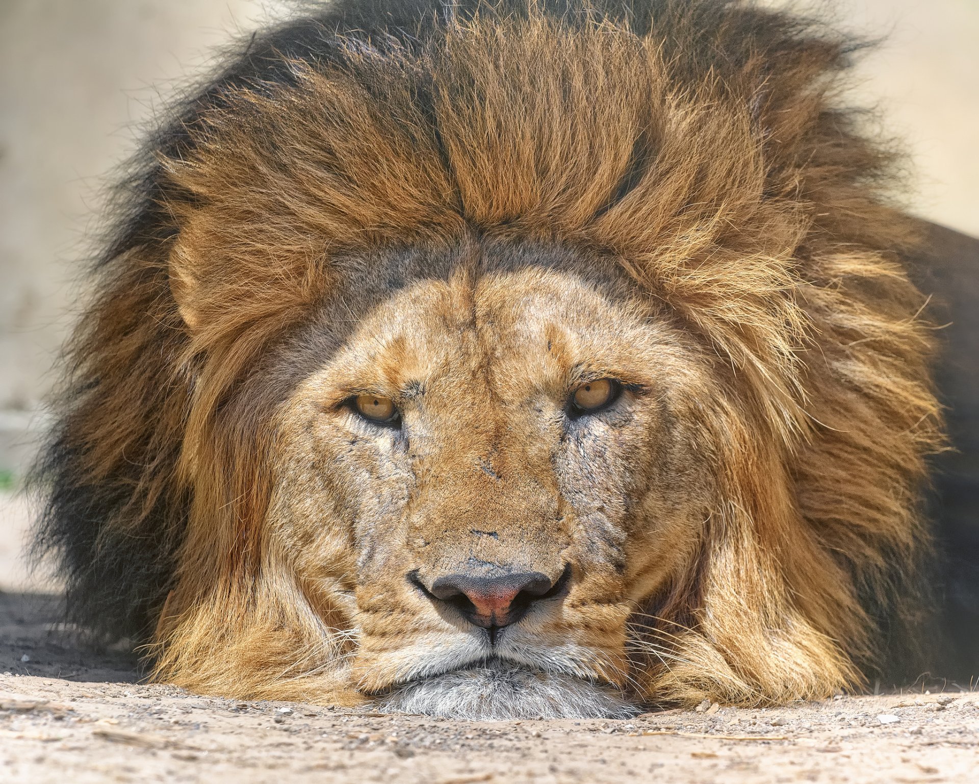 Download Close-up Face Animal Lion HD Wallpaper