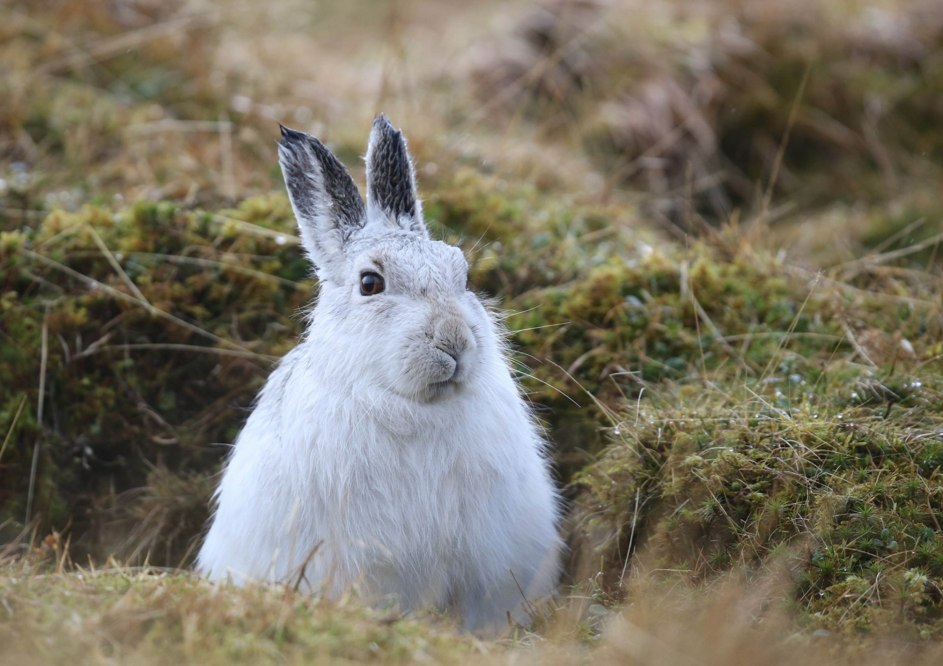 Download Hare Moss Animal Rabbit HD Wallpaper