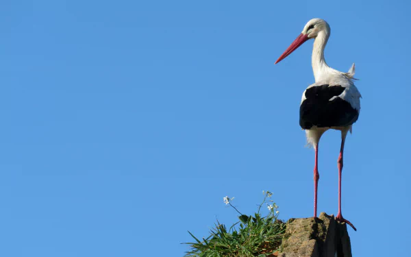 Download Saddle-billed Stork Animal Stork HD Wallpaper