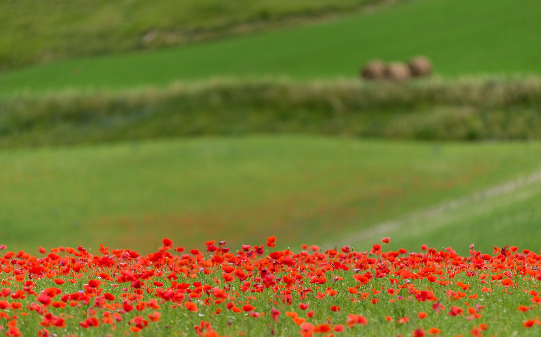 Download Summer Depth Of Field Red Flower Nature Flower Poppy HD Wallpaper