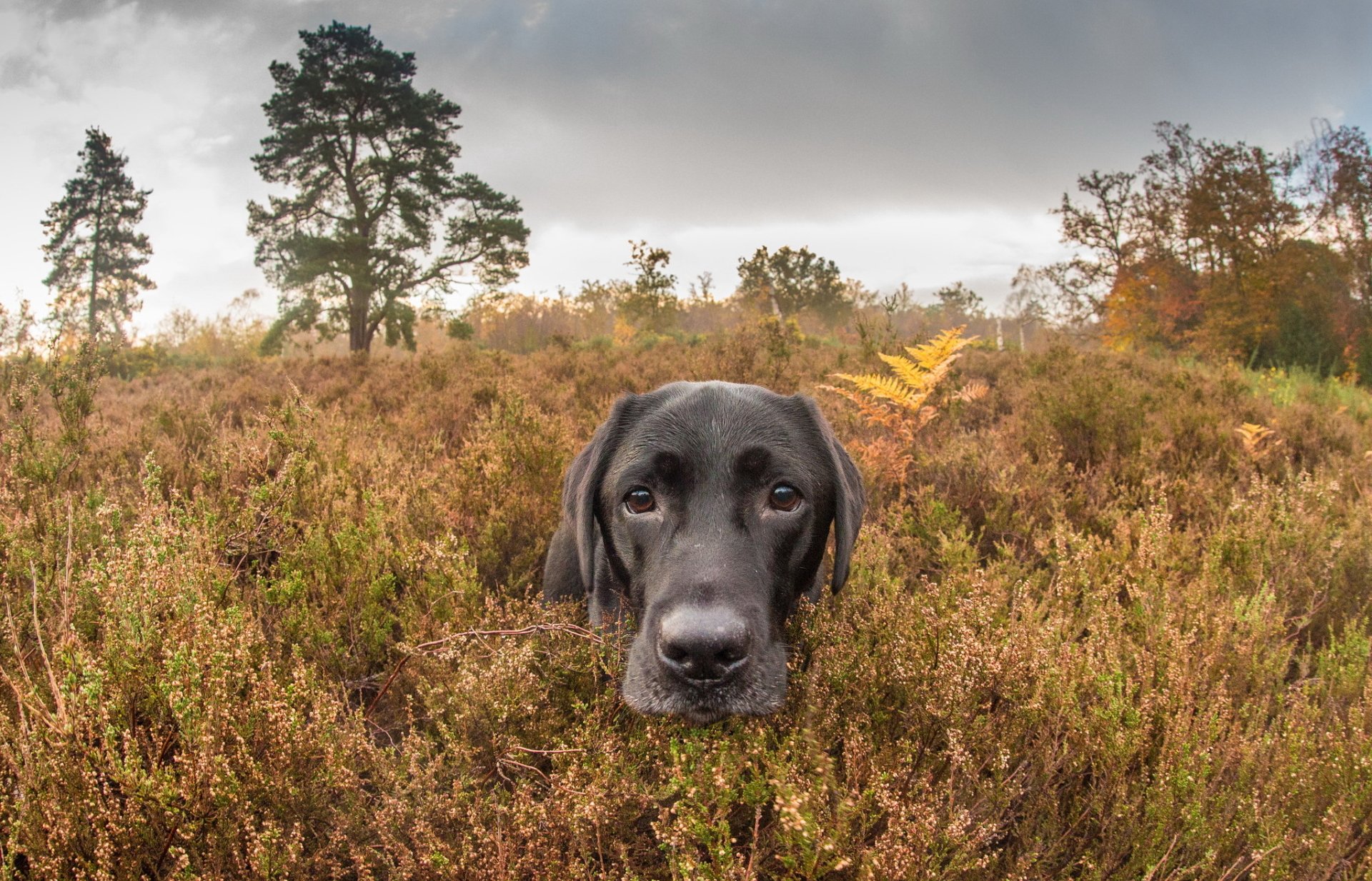 Download Stare Nature Muzzle Dog Animal Labrador Retriever HD Wallpaper
