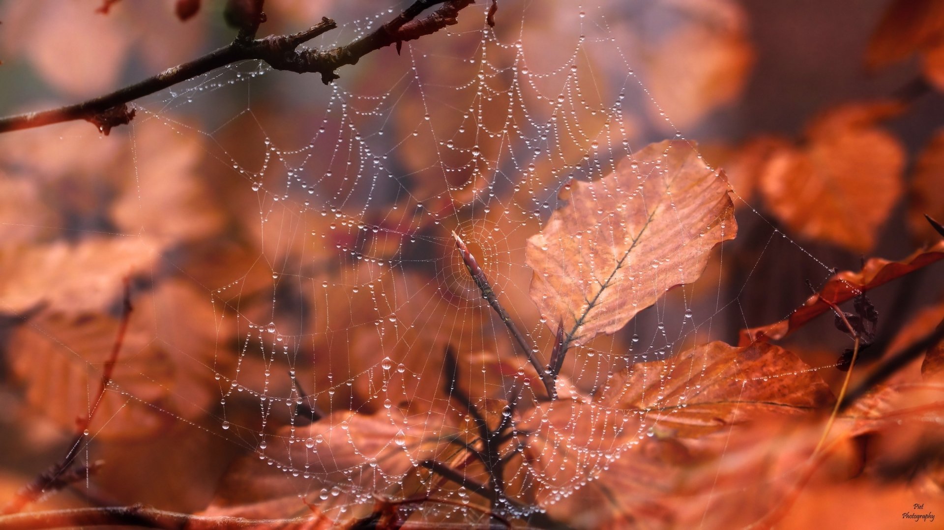 Download Fall Leaf Macro Photography Spider Web HD Wallpaper
