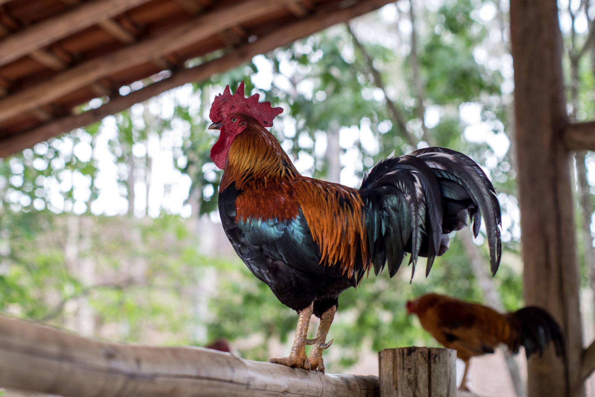 Download Animal Rooster 4k Ultra HD Wallpaper