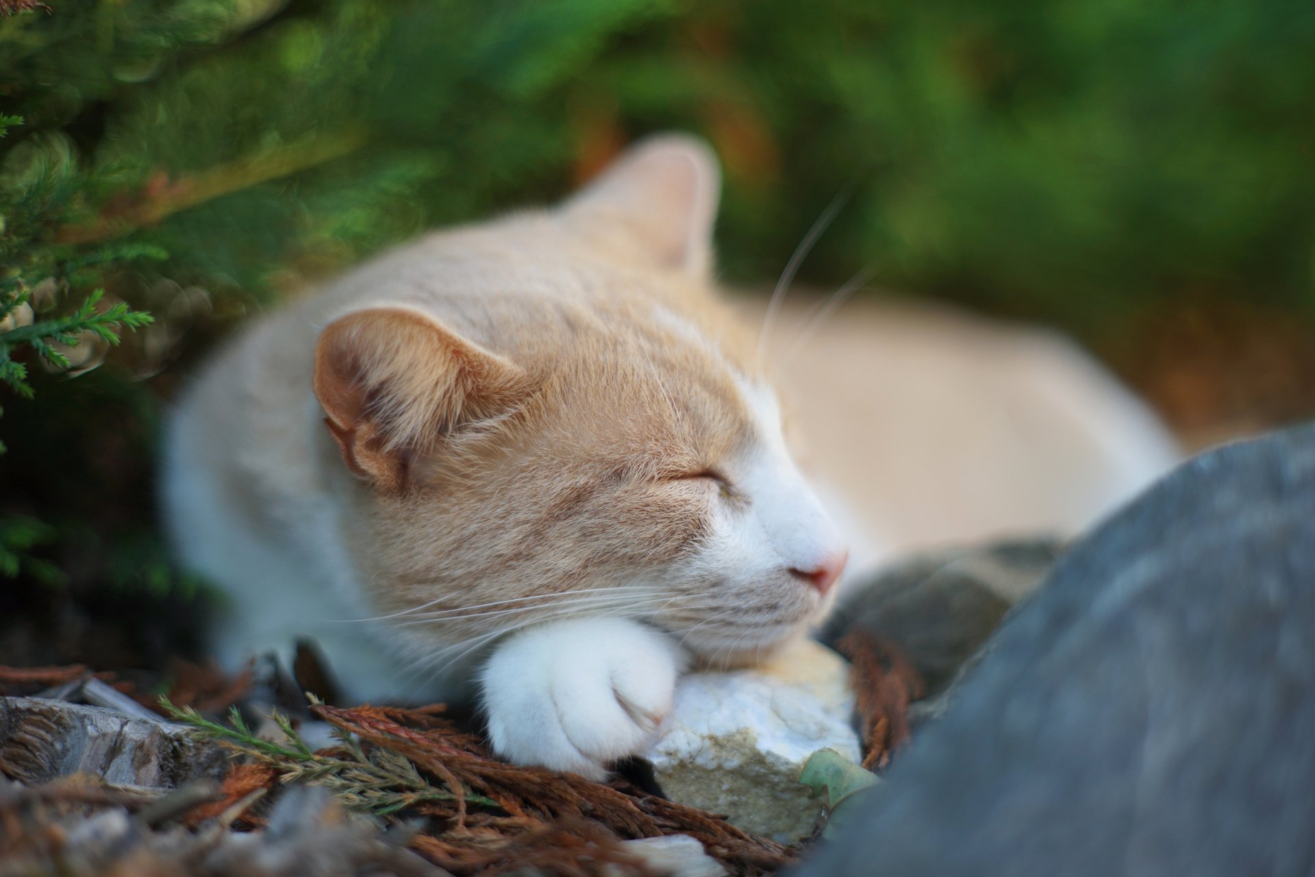 Download Sleeping Animal Cat 4k Ultra HD Wallpaper | 6000x4000 ...