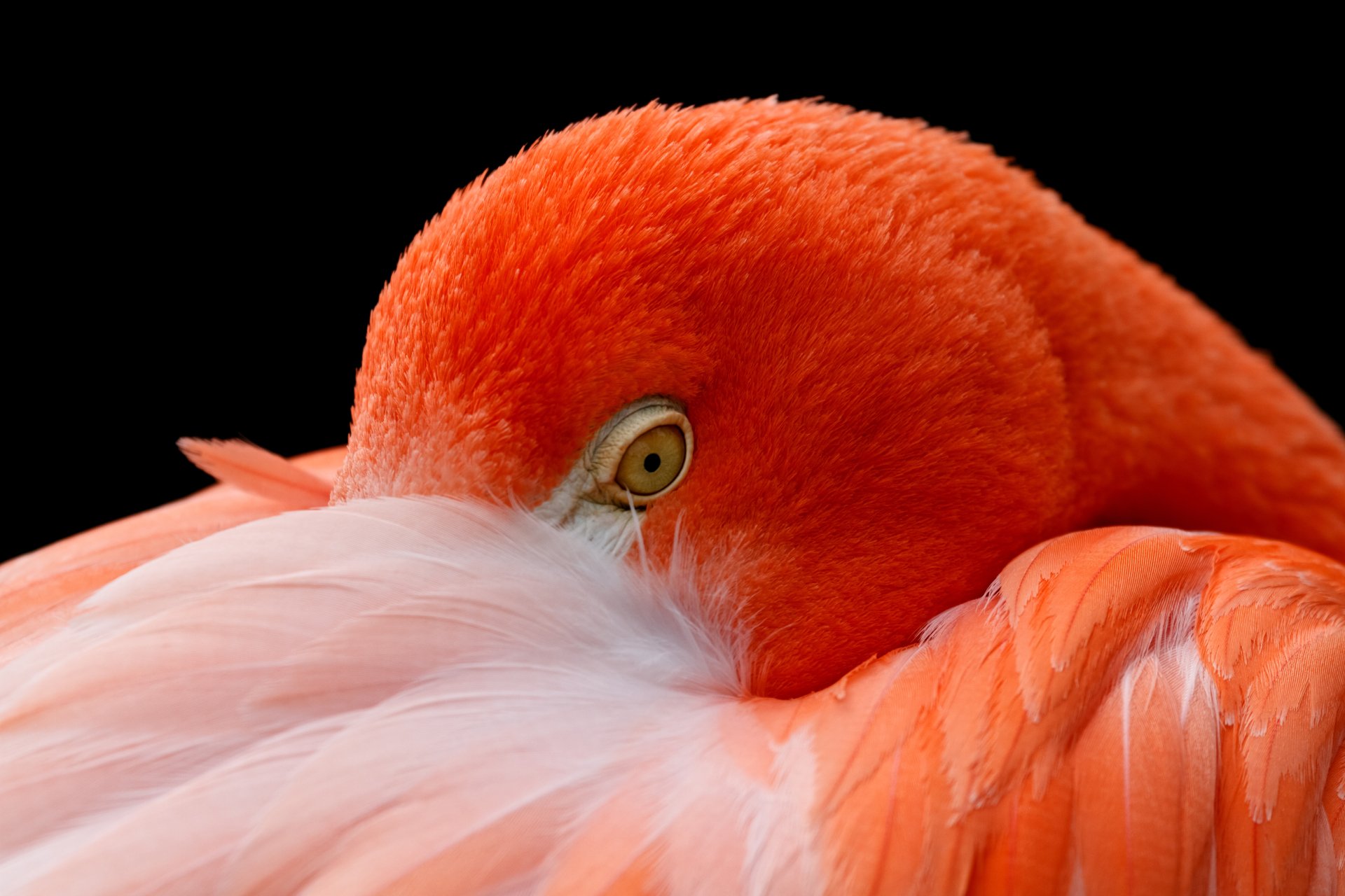 Download Close-up Bird Animal Flamingo 4k Ultra HD Wallpaper