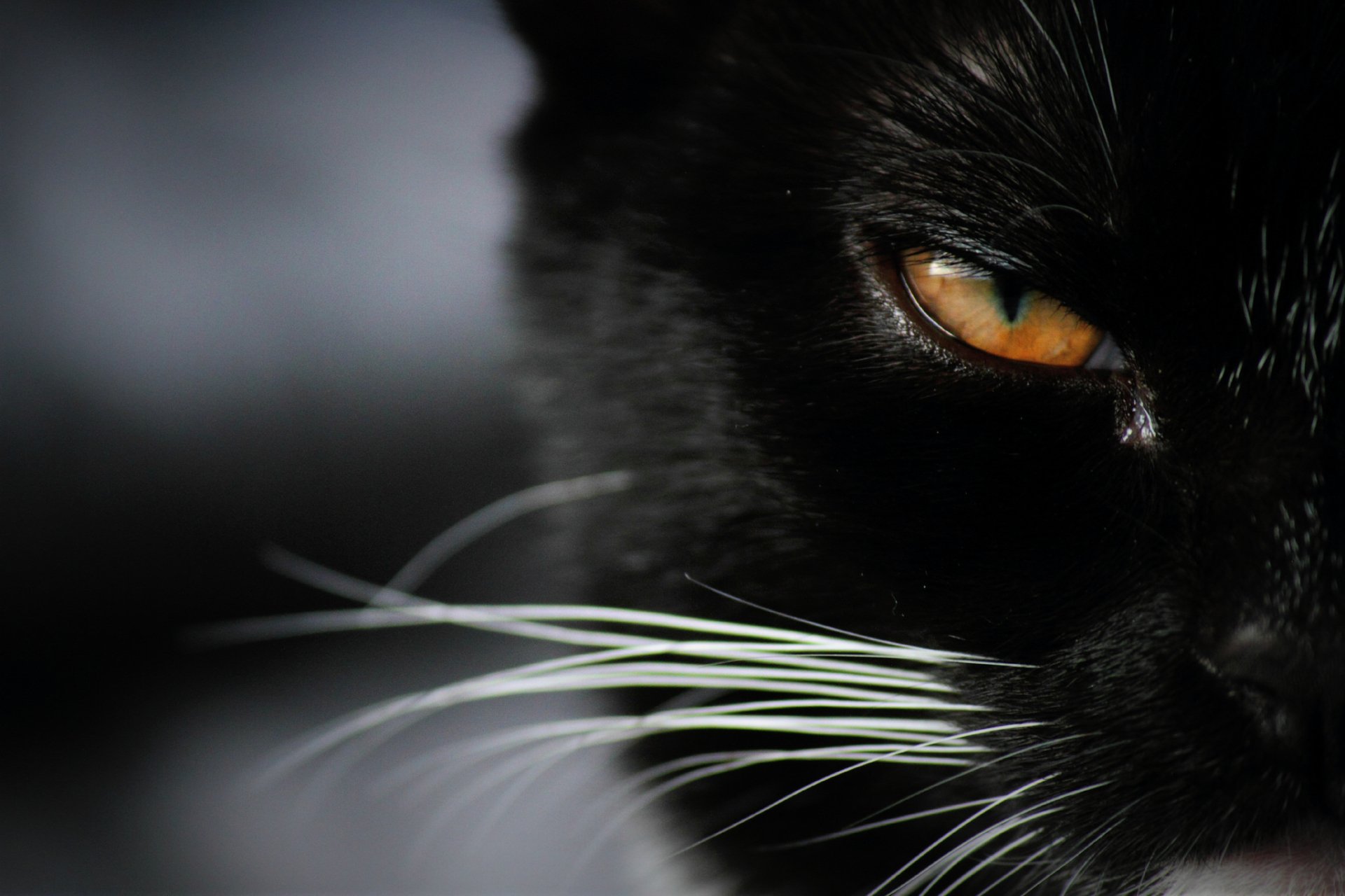 Download Close-up Stare Animal Cat HD Wallpaper