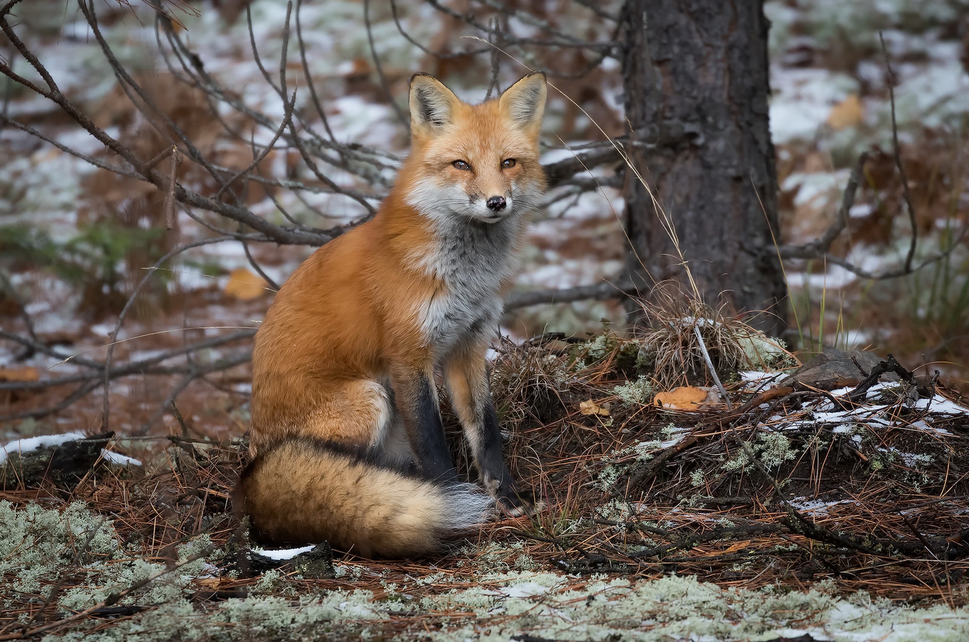 Majestic Fox in Winter Forest – Stunning HD Animal Wallpaper
