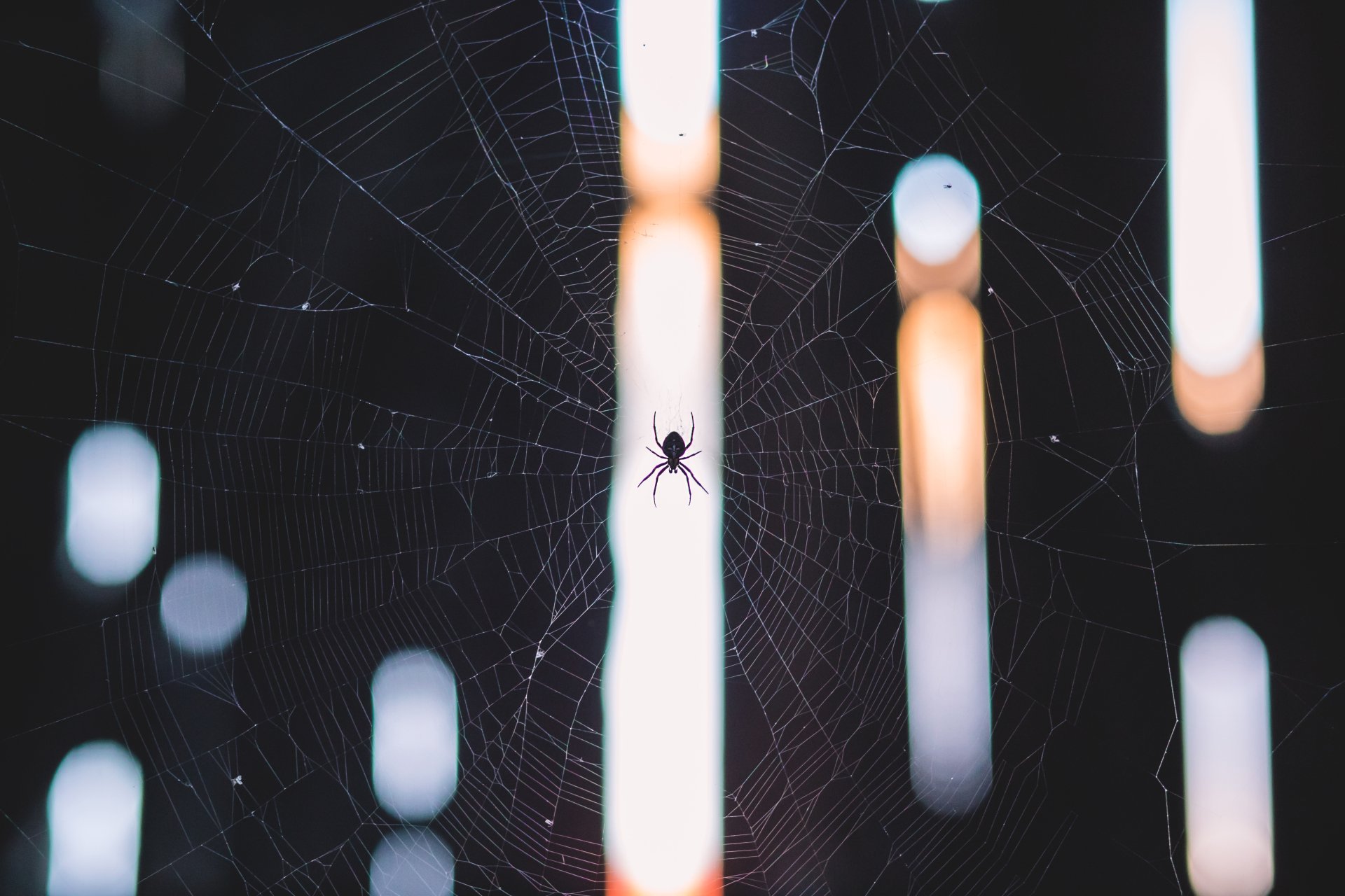 Download Macro Spider Web Animal Spider 4k Ultra HD Wallpaper ...