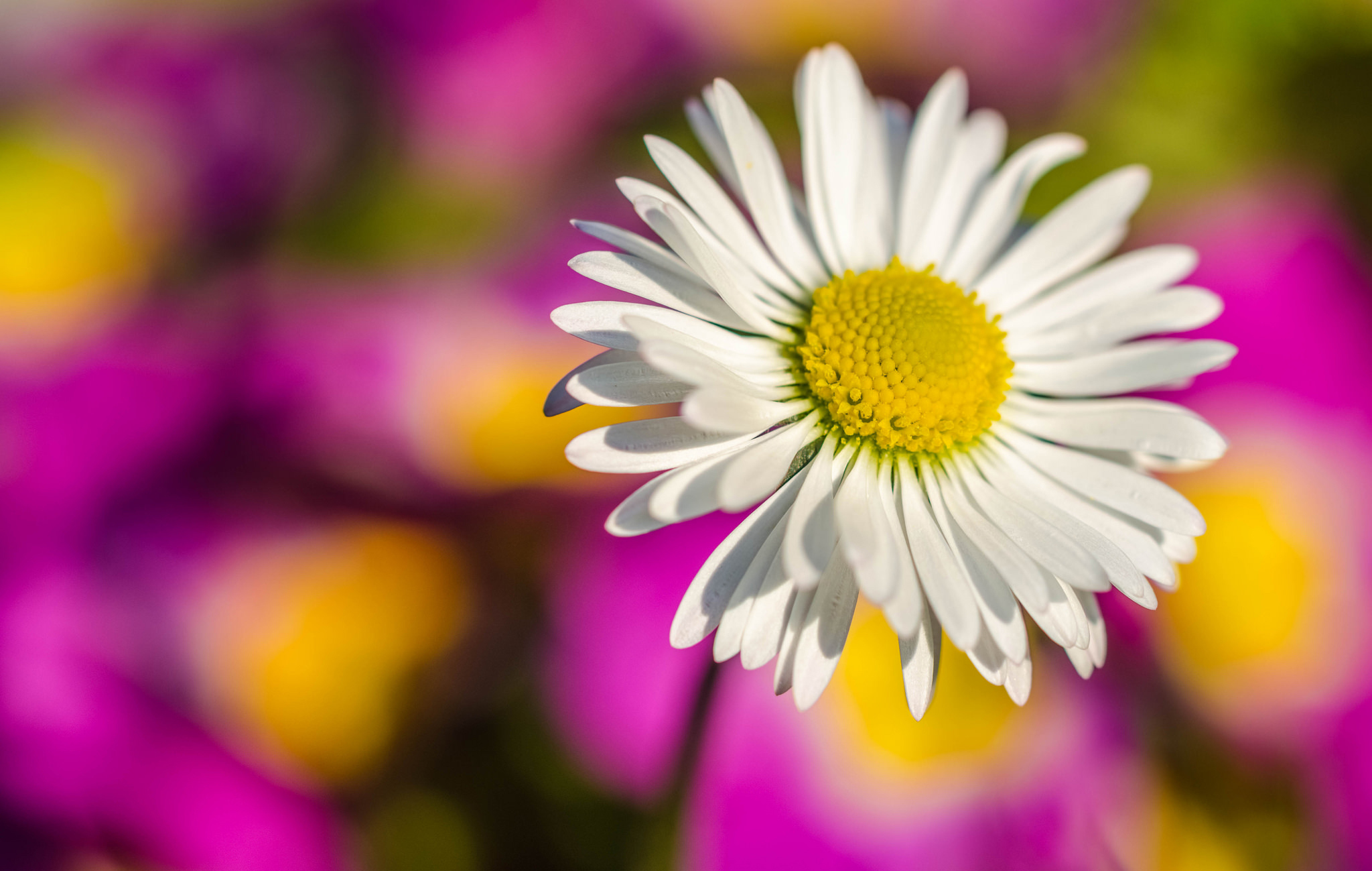 Download Macro Blur White Flower Flower Nature Daisy HD Wallpaper