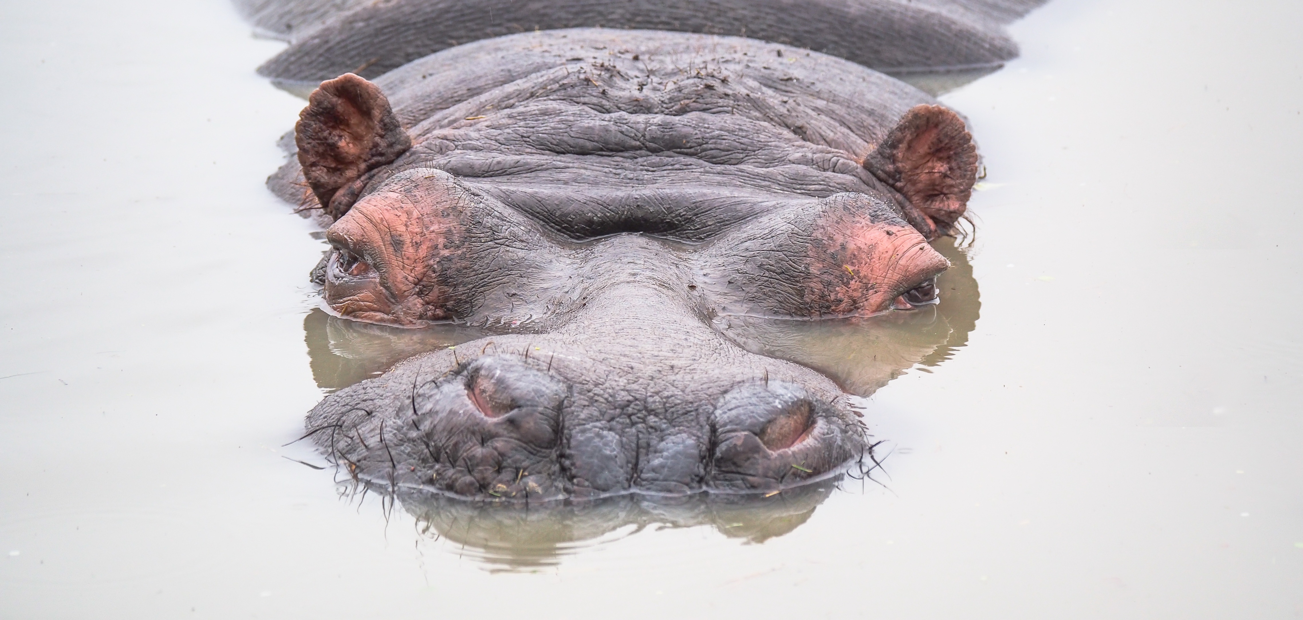 Hippo 4k Ultra HD Wallpaper