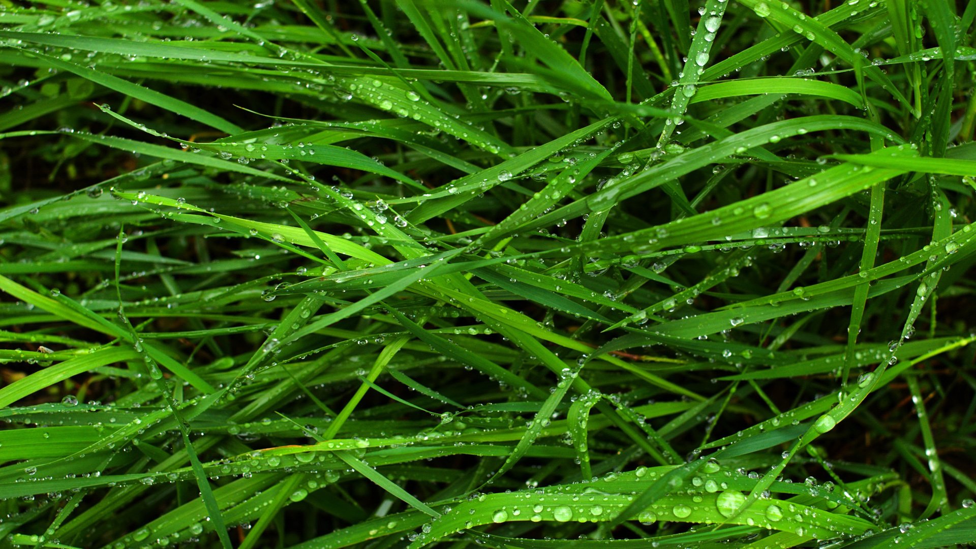 Vibrant Morning Dew on Lush Grass | HD Nature Wallpaper