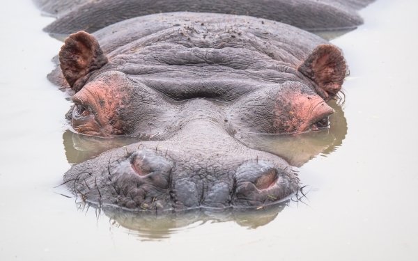 Hippo HD Wallpaper | Background Image | 2560x1600 | ID:413094 ...