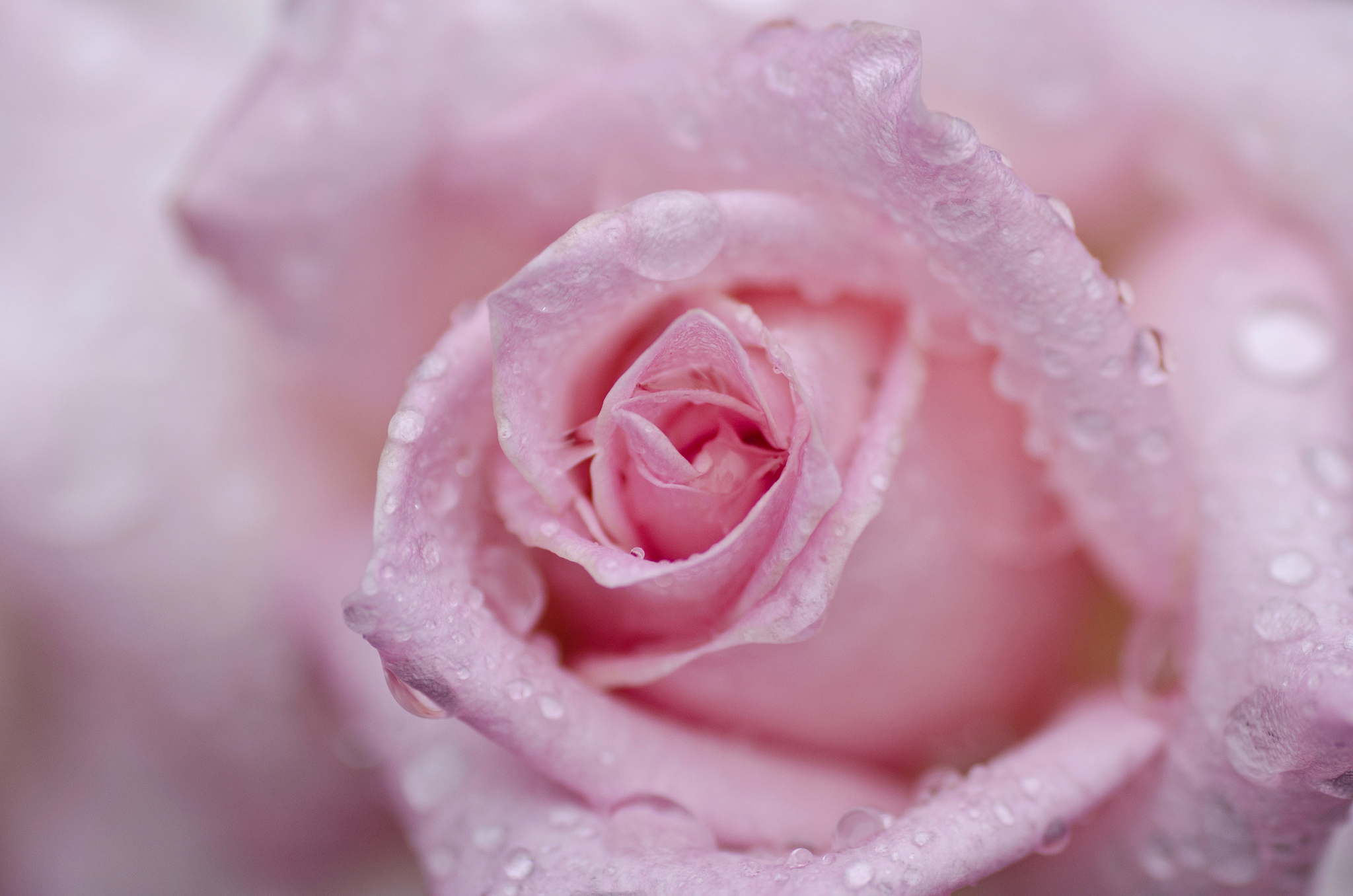 Download Water Drop Macro Pink Flower Flower Nature Rose HD Wallpaper