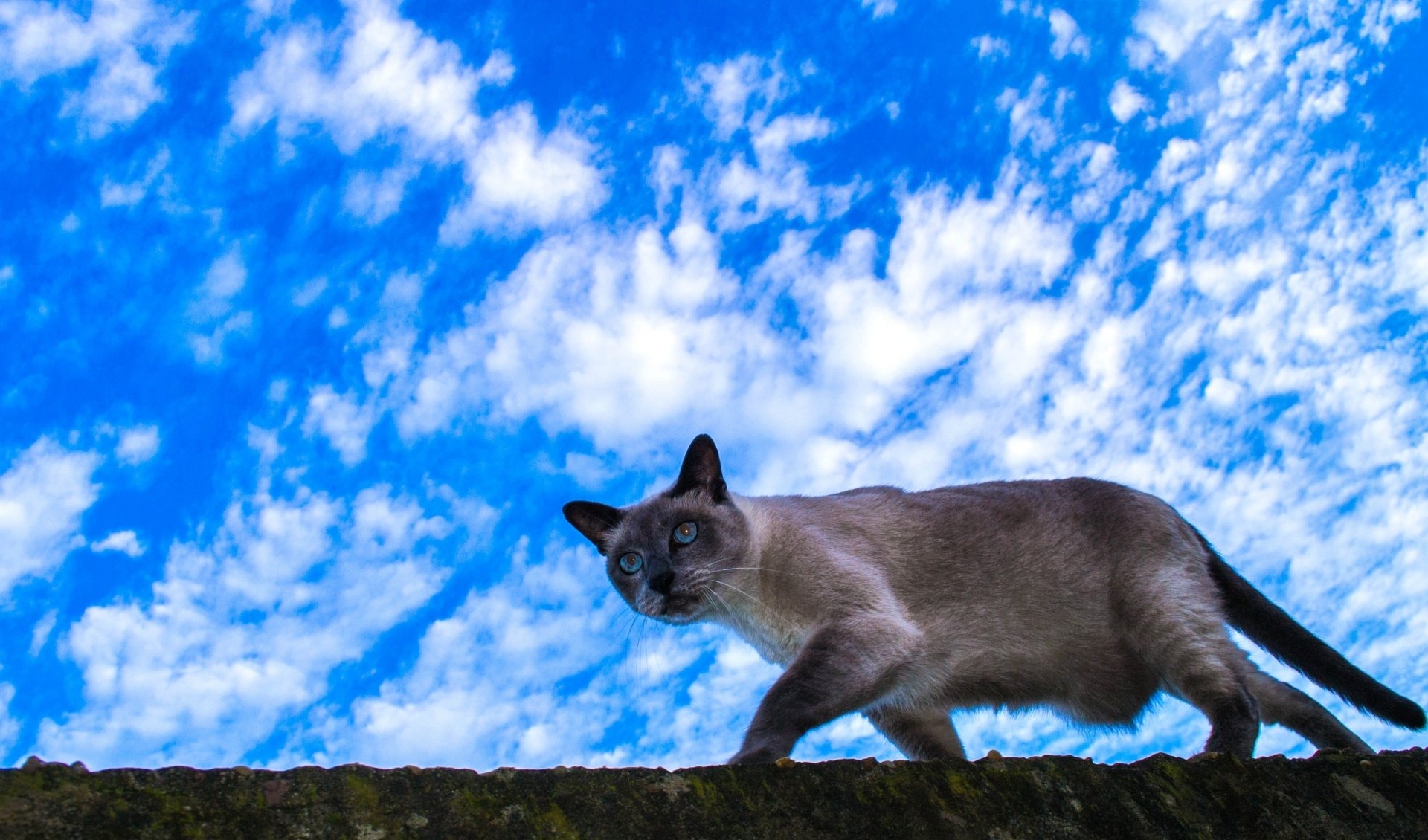 Download Cloud Sky Animal Cat HD Wallpaper | 2560x1507 | Wallpaper Abyss