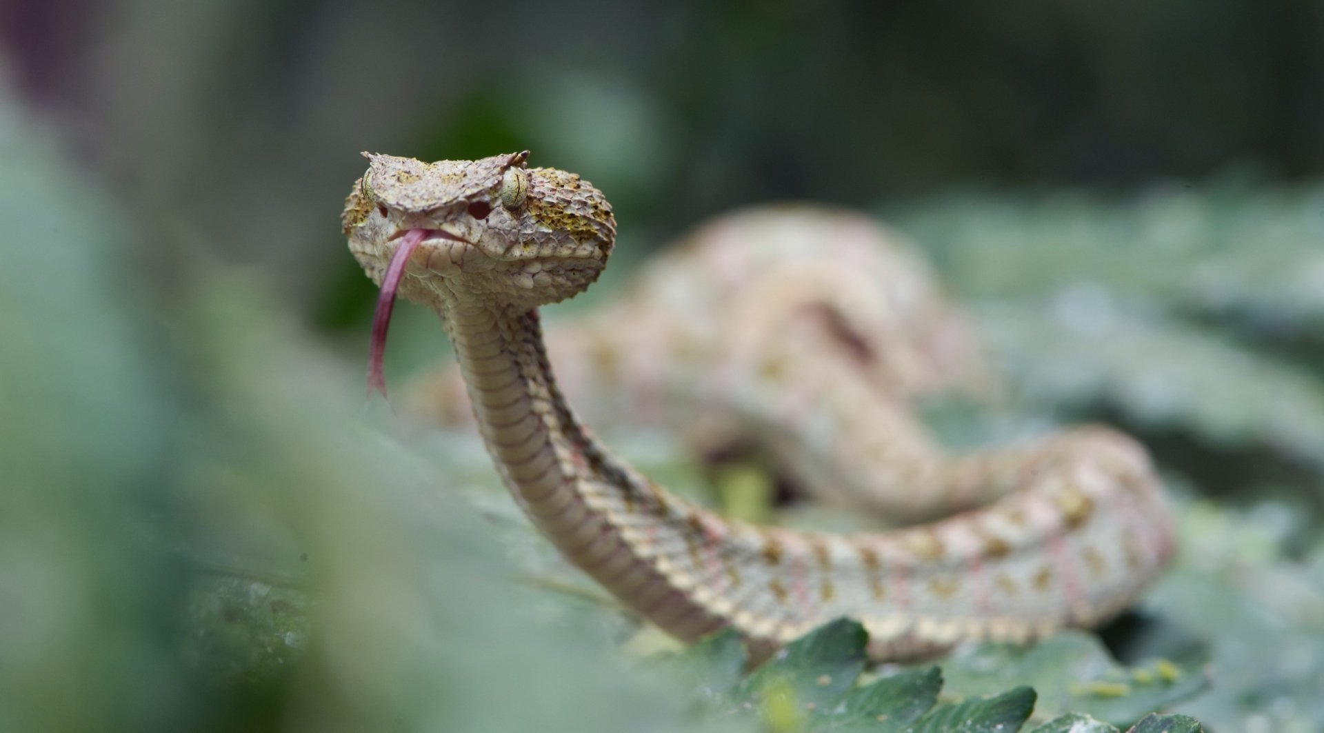 Download Reptile Snake Animal Viper HD Wallpaper | 2601x1440 ...