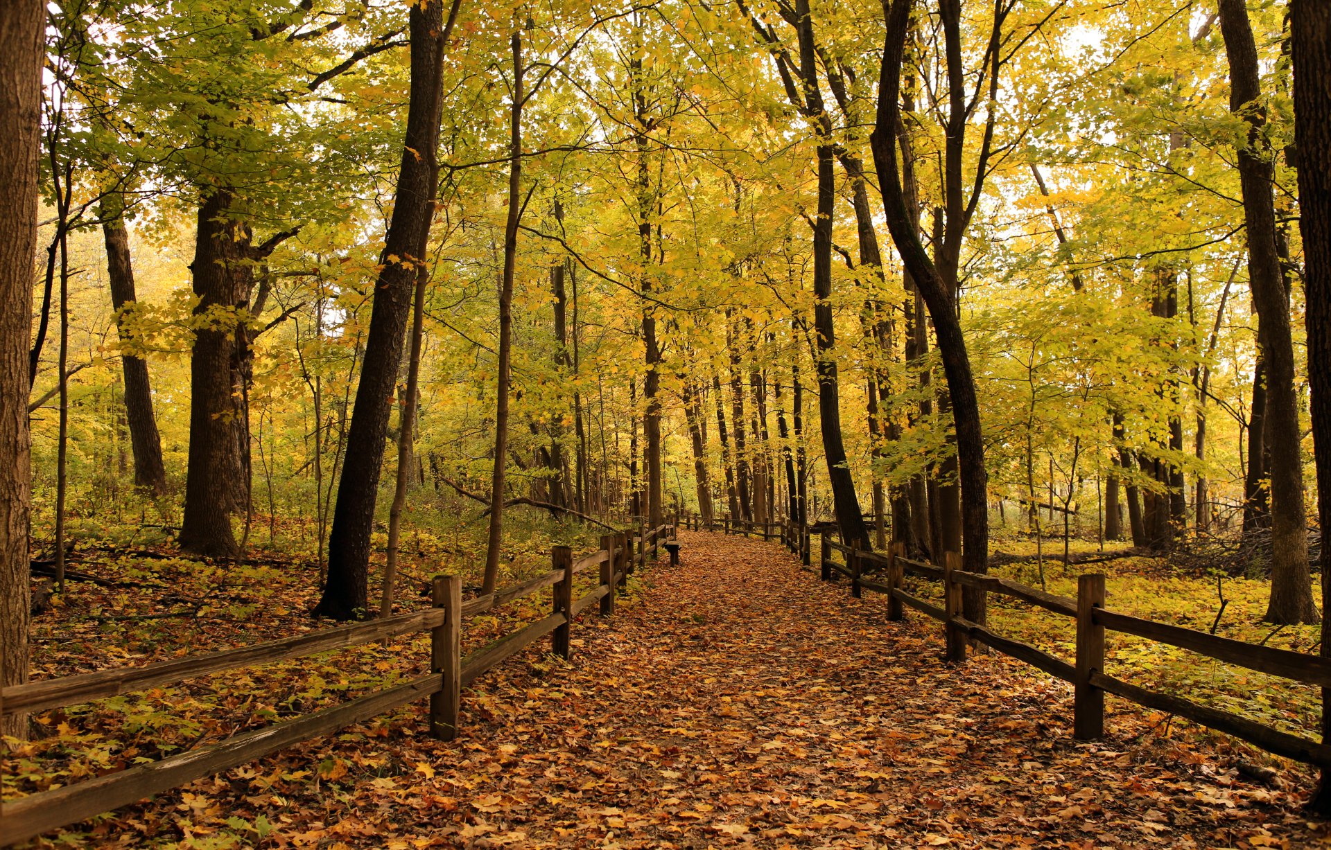 Wallpaper Autumn Forest 5k 4k Wallpaper Rocks Trees Plants