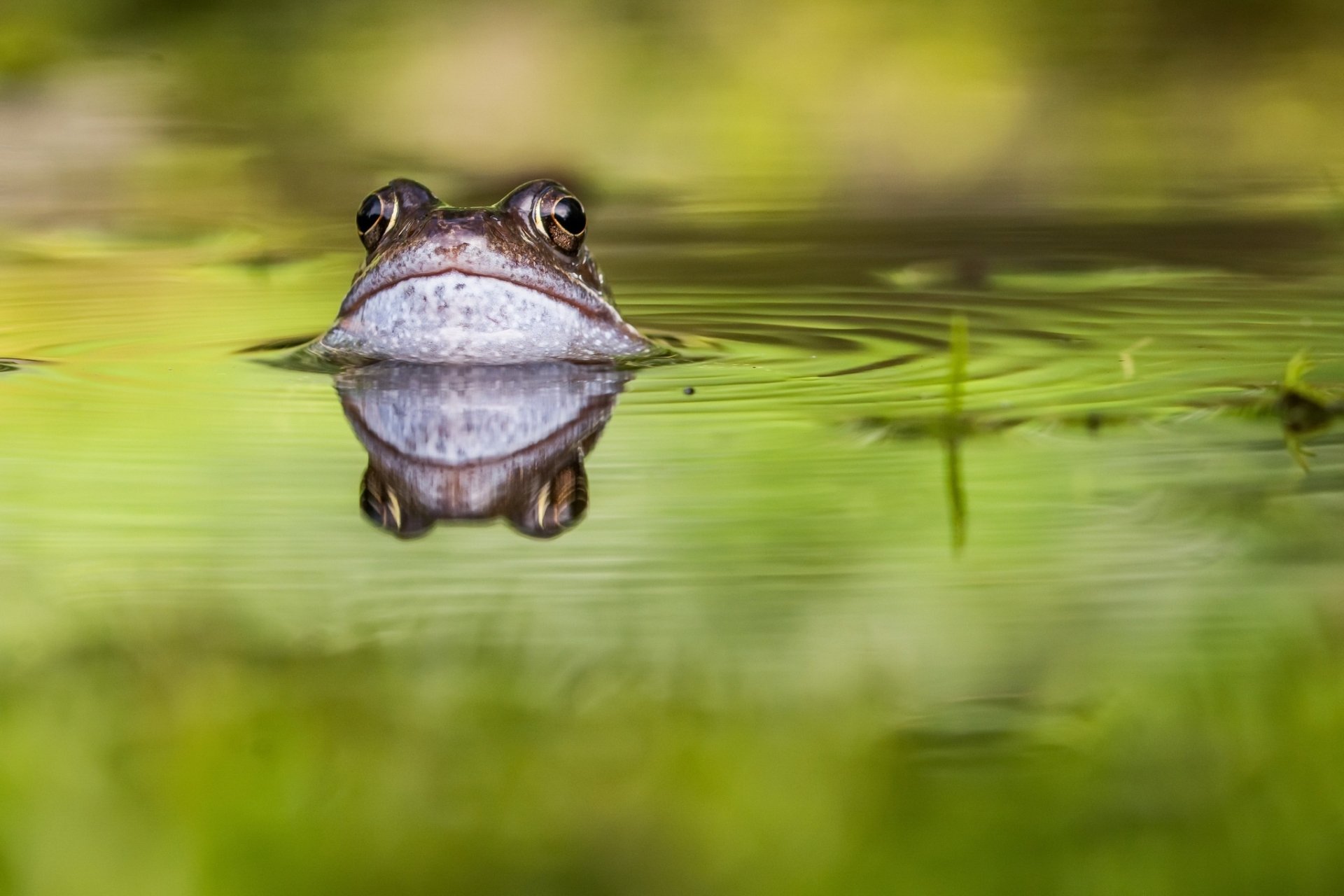 Serene Frog Reflection - HD Amphibian Wallpaper