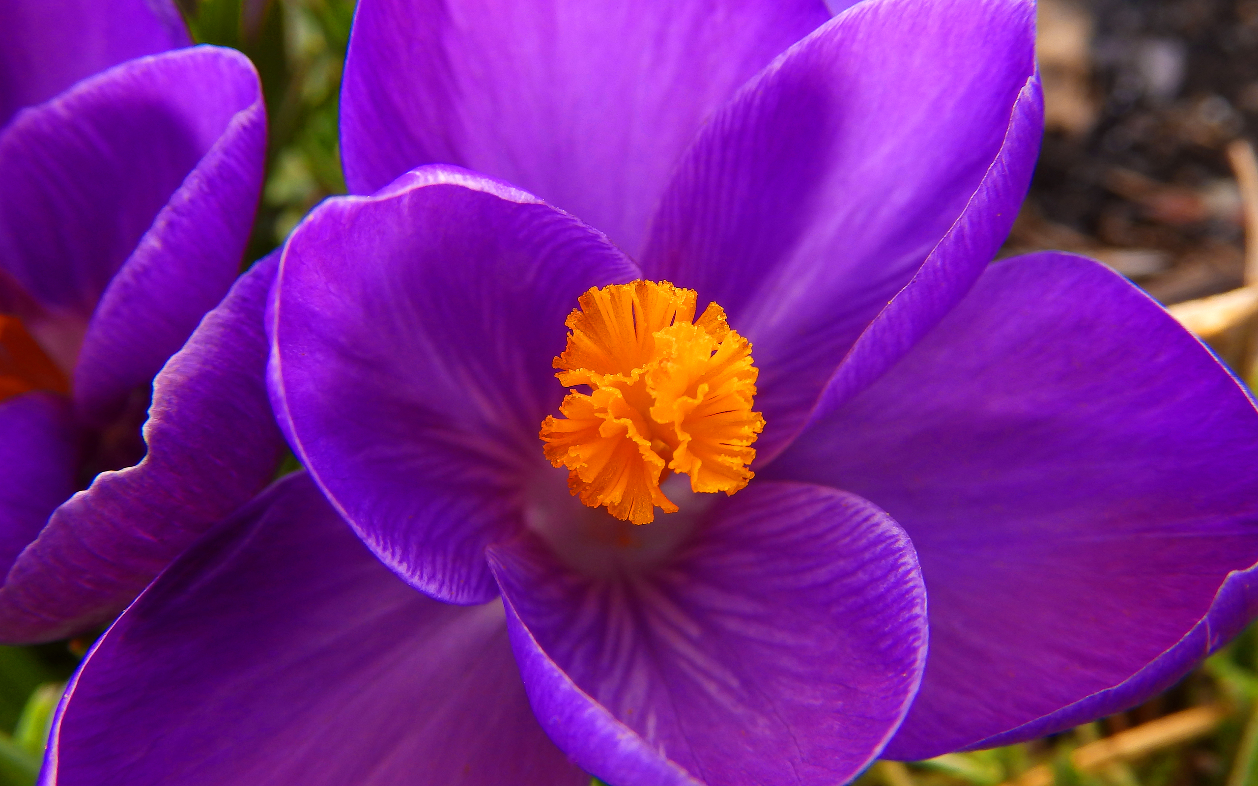 Download Crocus Plant Nature Flower HD Wallpaper by egoshootersucht