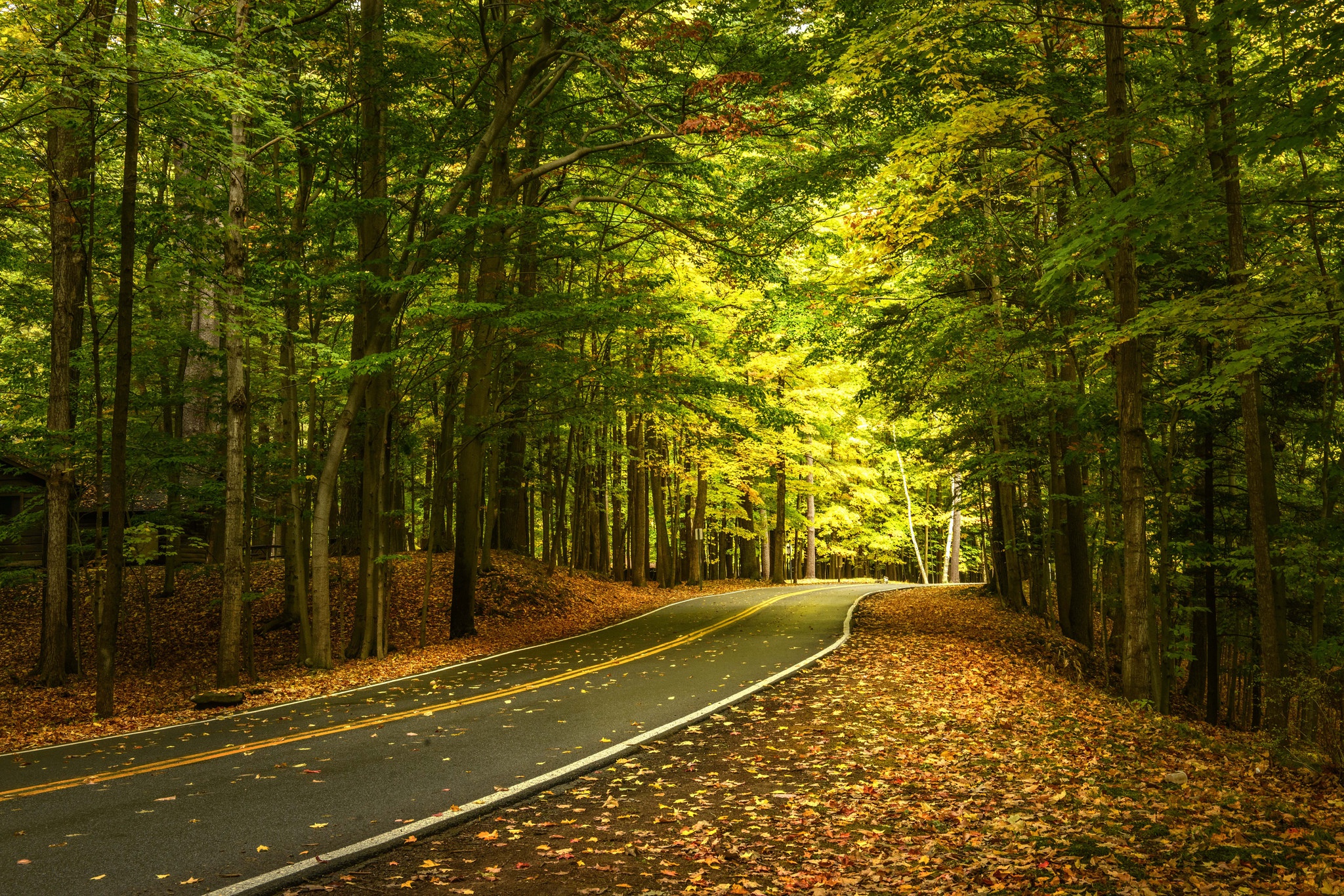 Forest Road Backgrounds Wallpaper