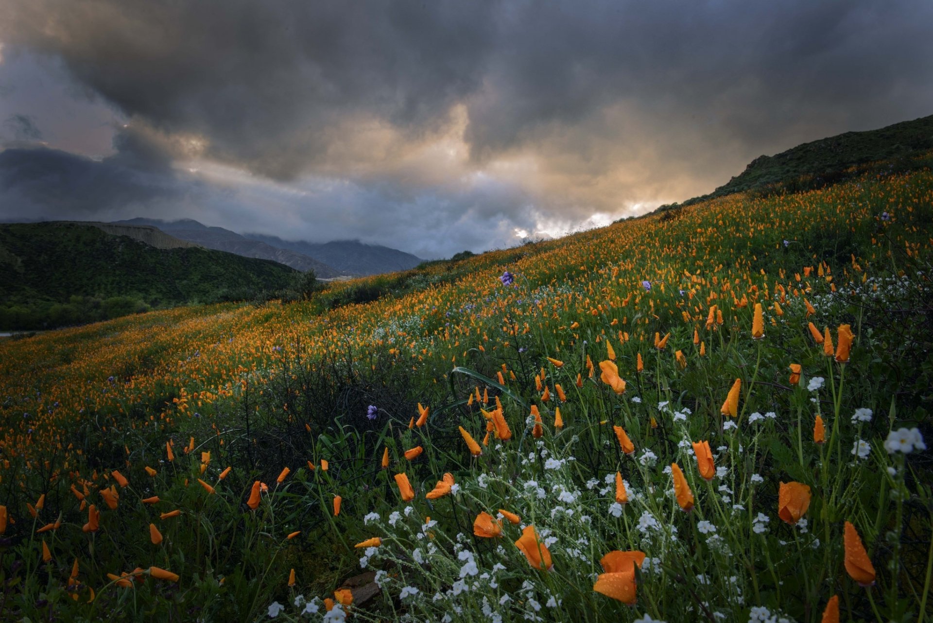 Golden Meadow Glow: Clouds Over Vibrant Orange Blossoms HD Wallpaper