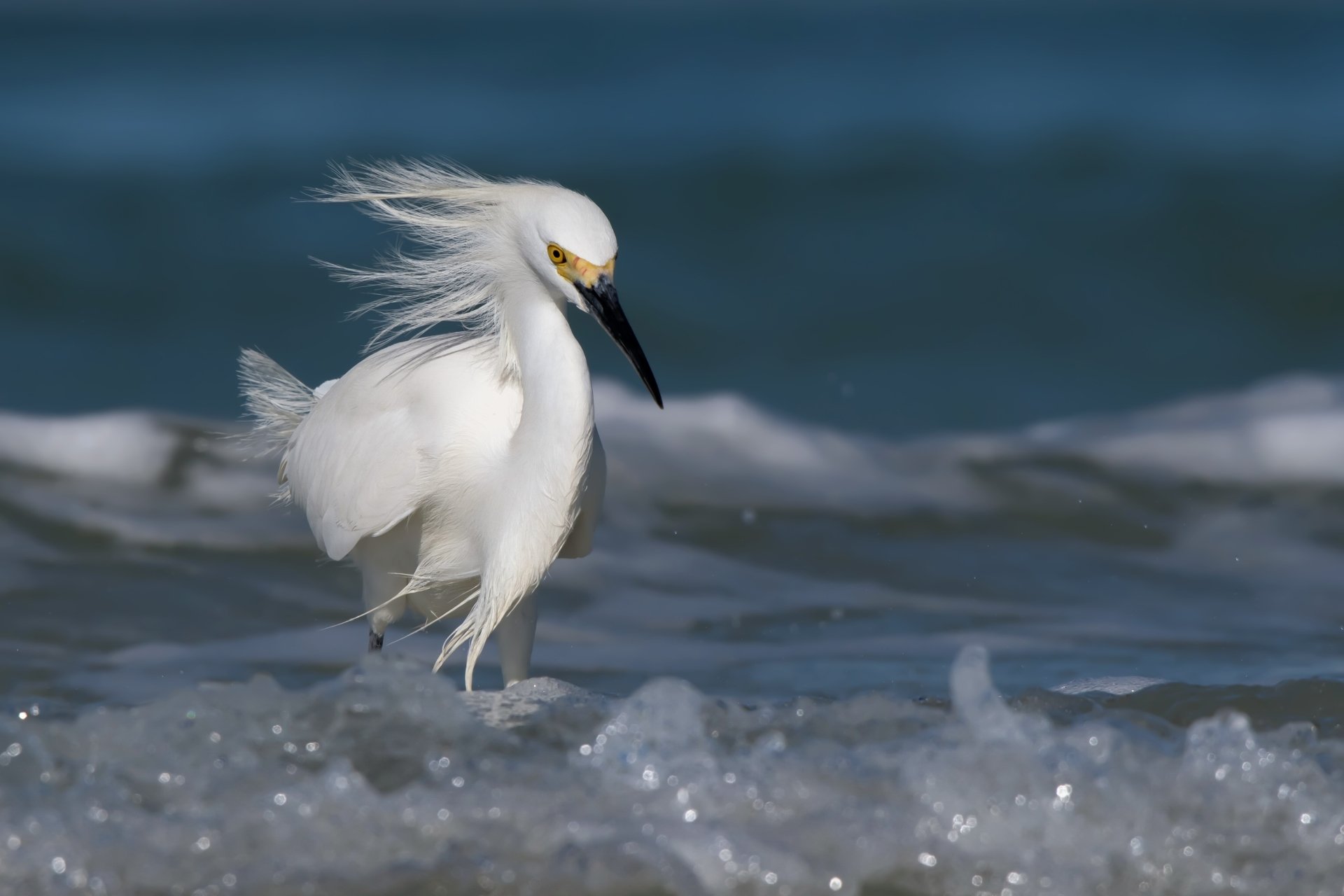 Download Bird Water Foam Animal Egret 4k Ultra HD Wallpaper