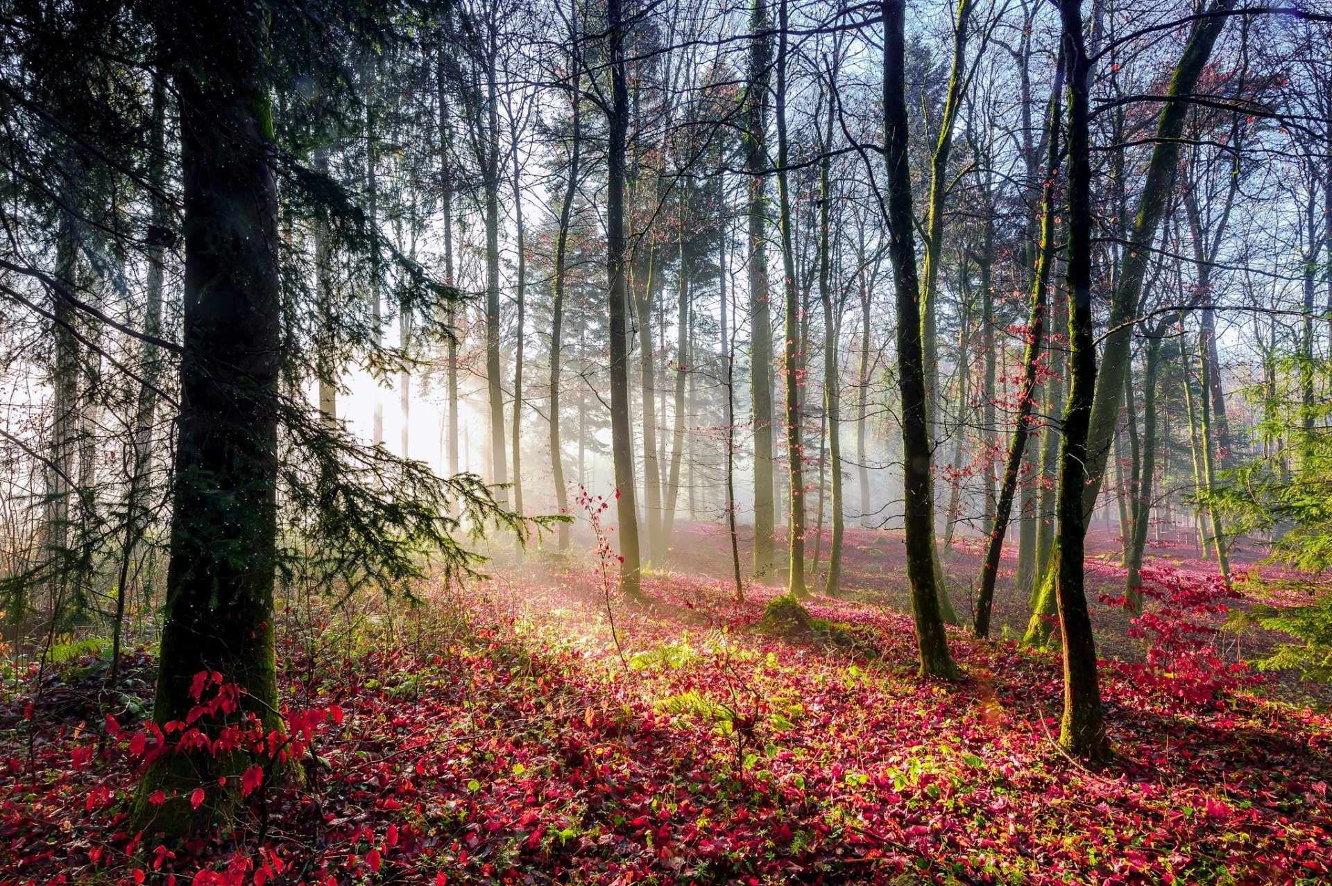 Sunlit Forest: Nature's HD Haven of Trees and Light