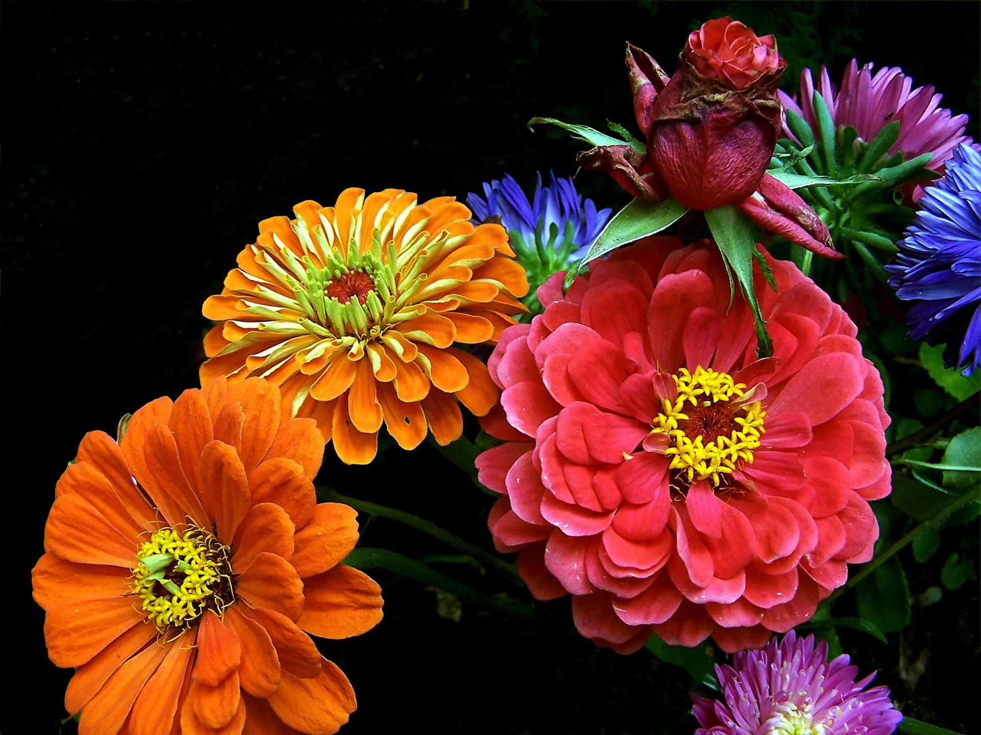 Download Colorful Colors Bright Nature Flower HD Wallpaper