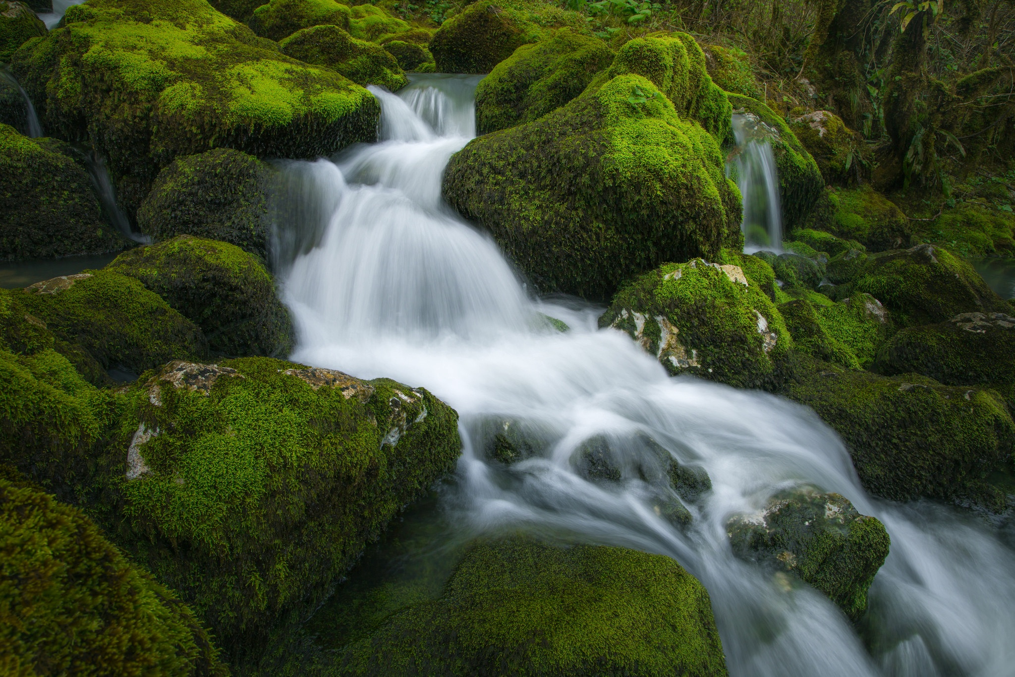 Download Moss Foam Nature Stream HD Wallpaper