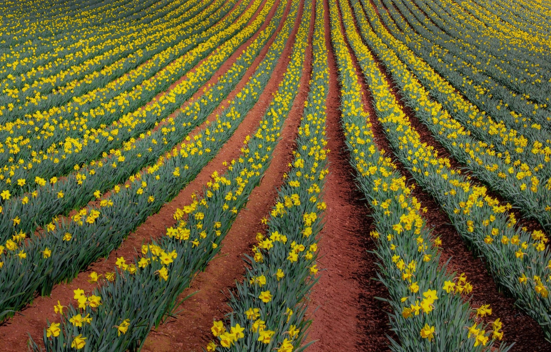Download Field Yellow Flower Flower Nature Daffodil HD Wallpaper ...