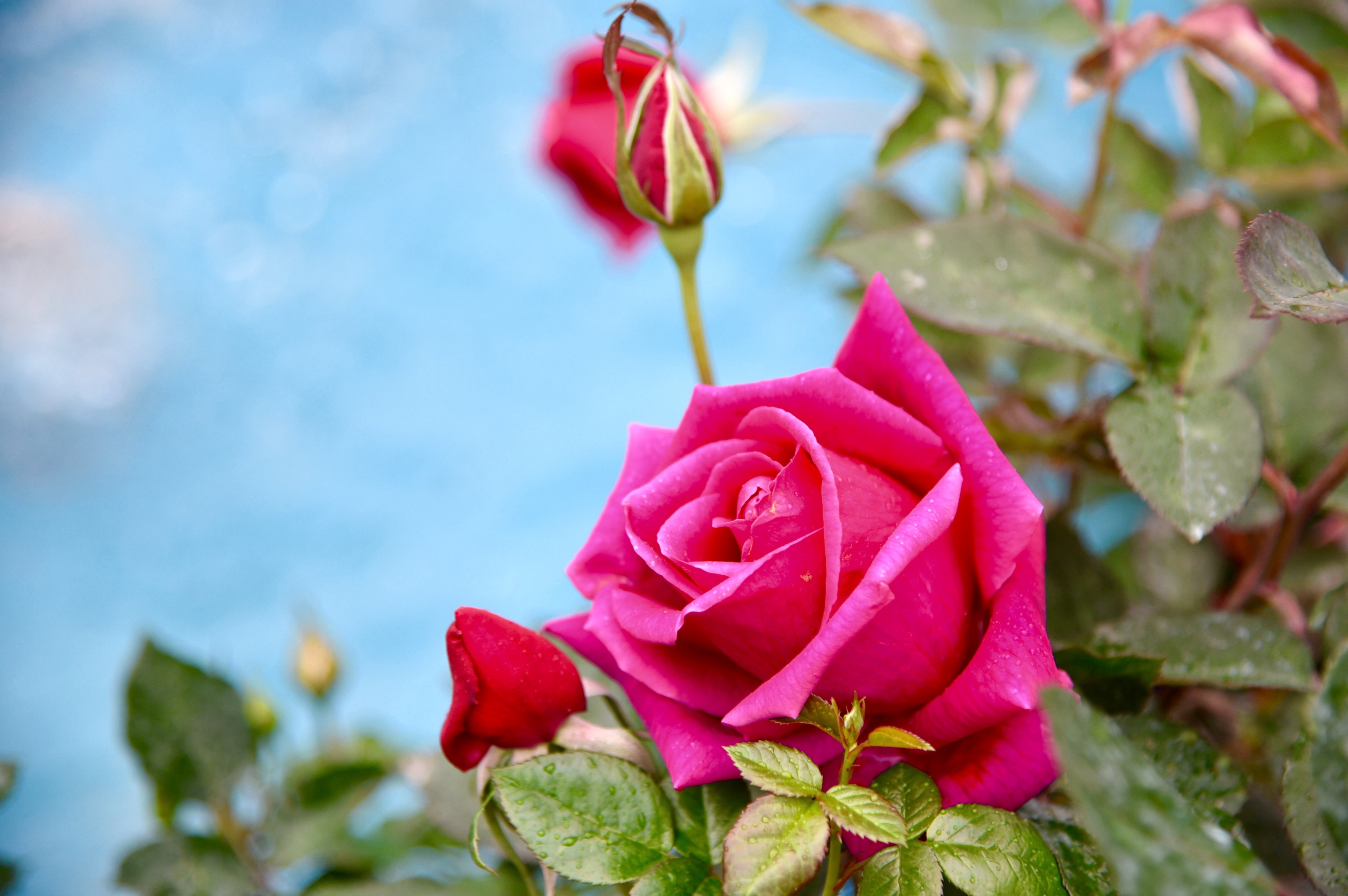 Download Pink Flower Flower Nature Rose HD Wallpaper