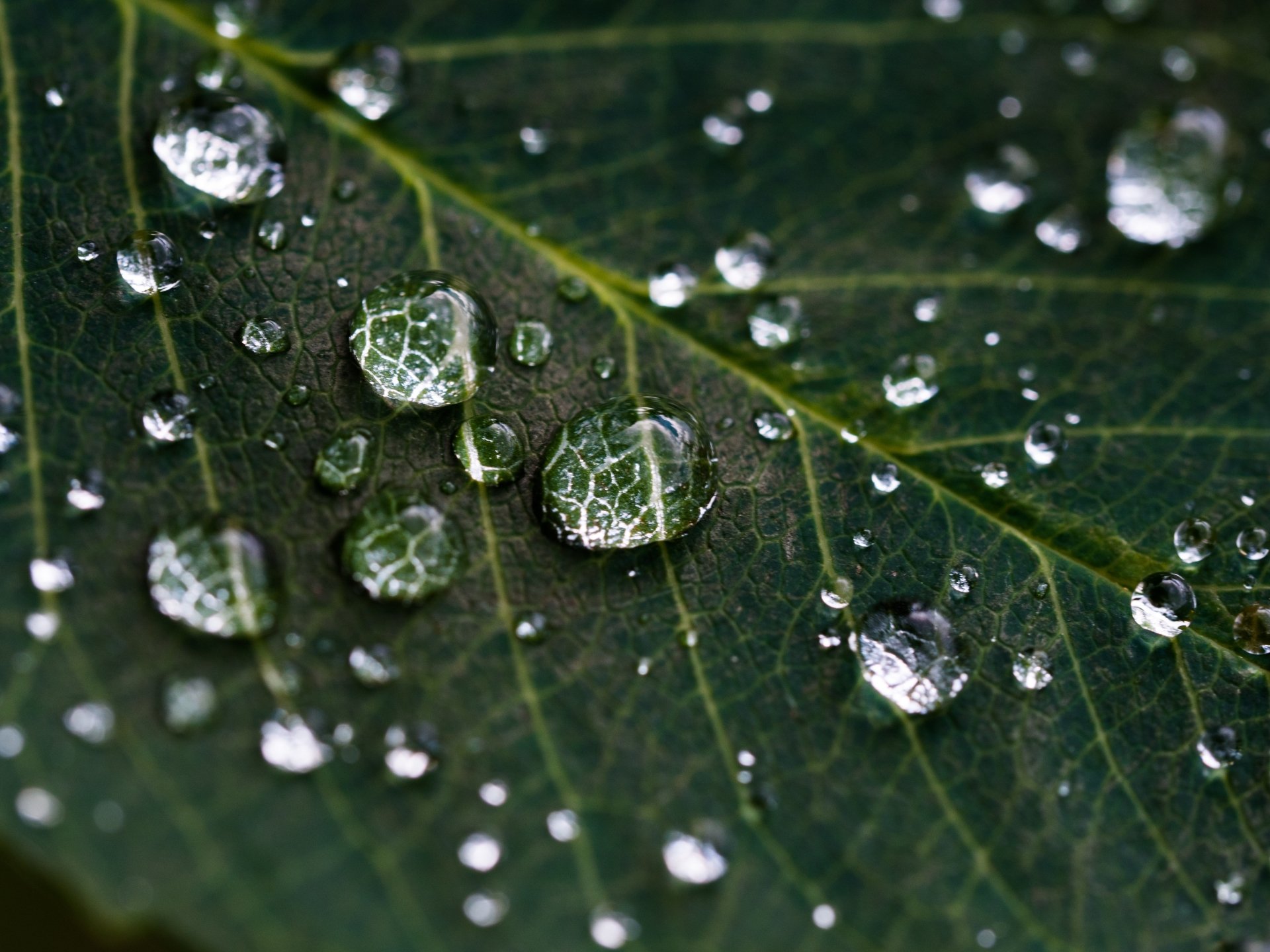 Download Leaf Macro Nature Water Drop 4k Ultra HD Wallpaper
