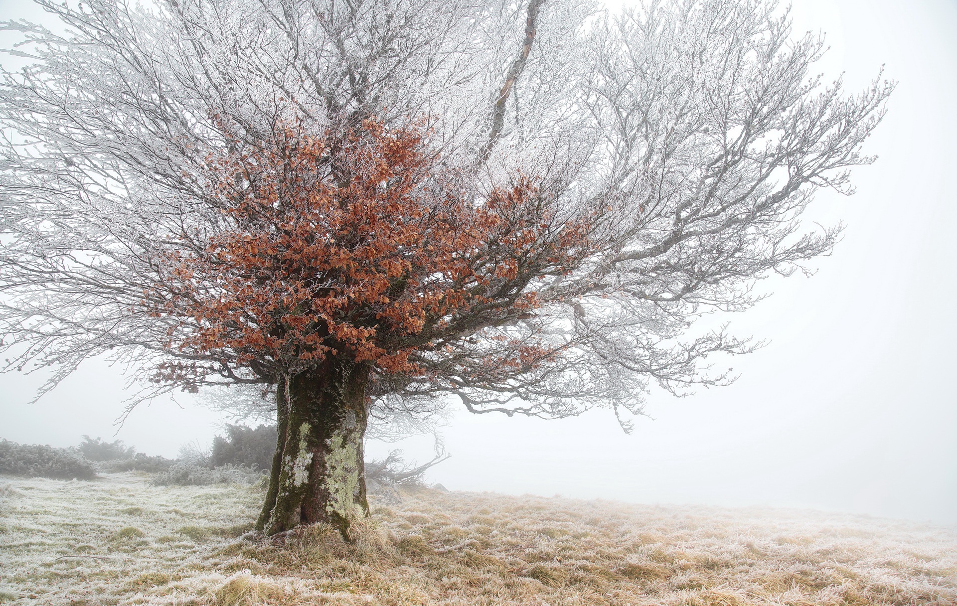 Download Winter Fog Nature Tree HD Wallpaper