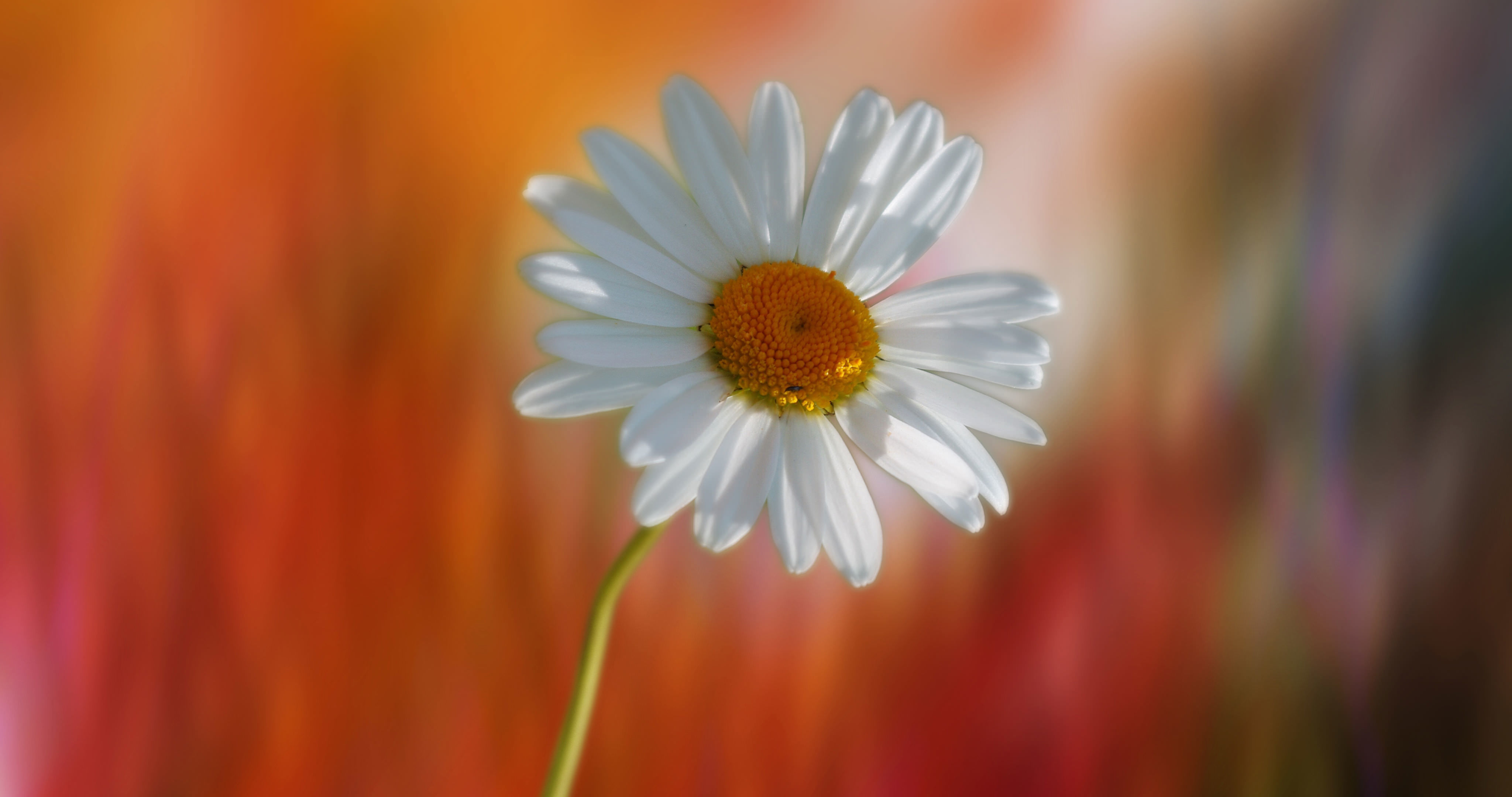 Daisy 4k Ultra HD Wallpaper