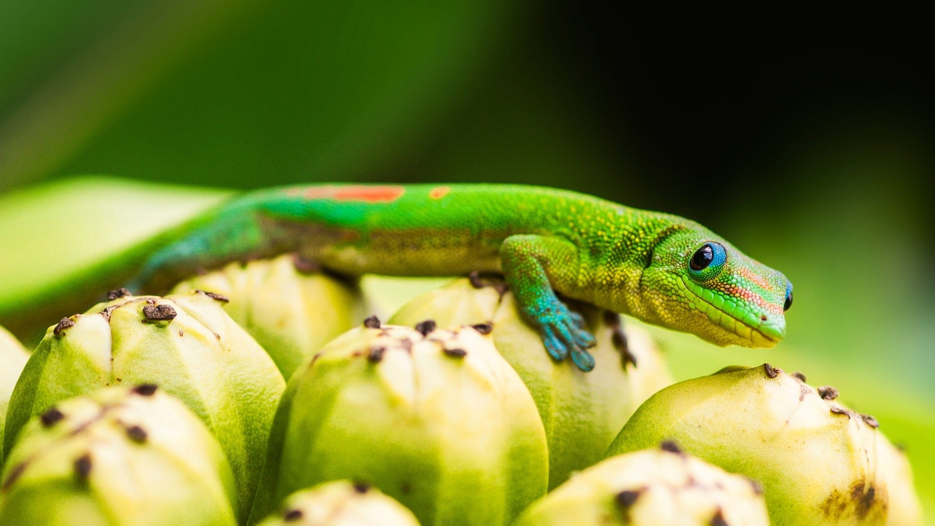 Download Reptile Lizard Animal Gecko HD Wallpaper