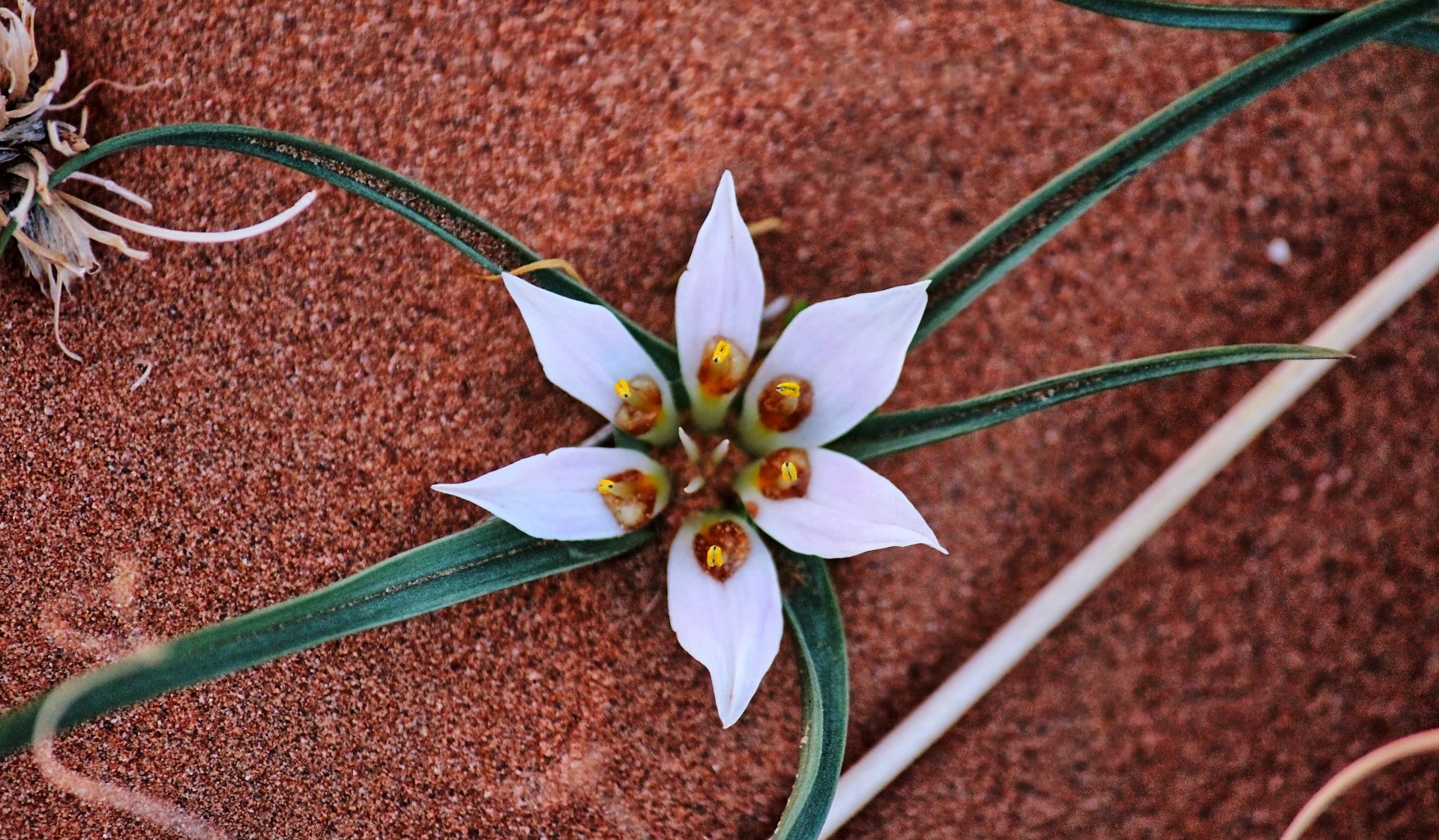 Download Plant Sand Sahara Desert Africa Algeria Nature Flower 4k Ultra ...