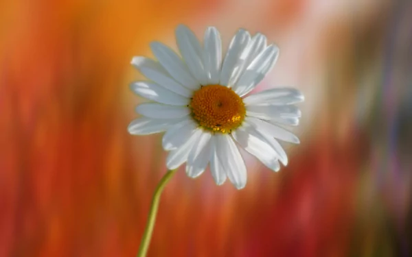 Download Nature Daisy HD Wallpaper