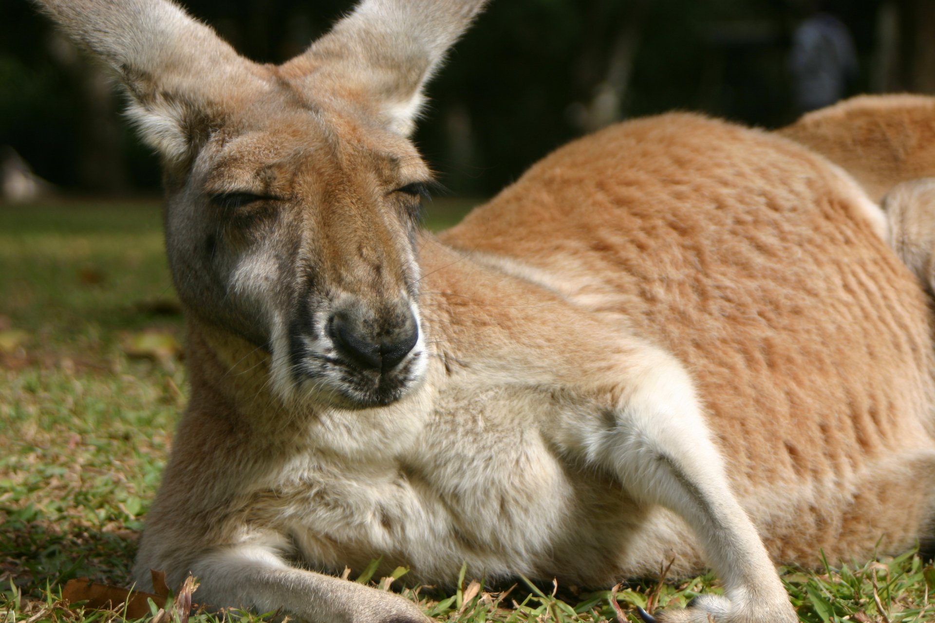 Majestic Kangaroo HD Wallpaper: Elegant Wildlife Close-Up