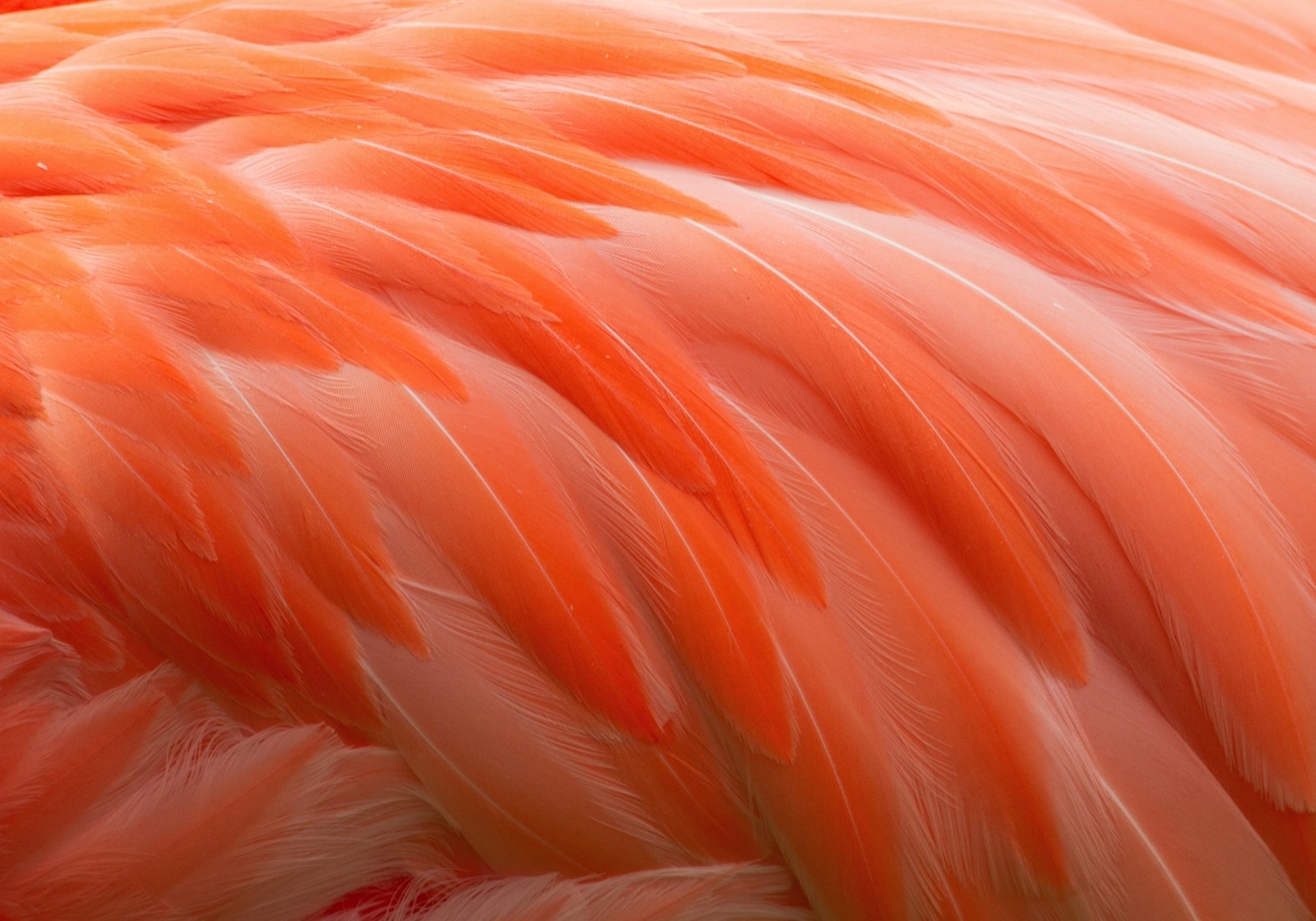 Download Orange (Color) Flamingo Bird Photography Feather 4k Ultra HD Wallpaper