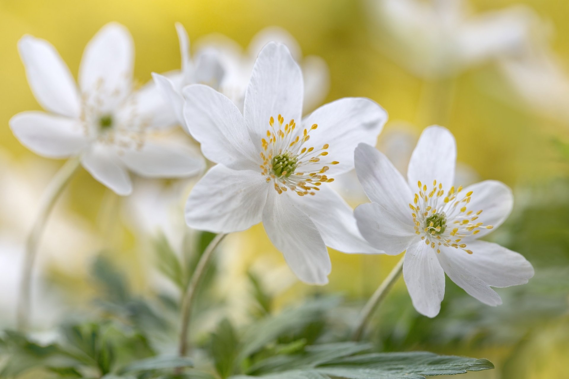 Download Close-up White Flower Flower Nature Anemone HD Wallpaper