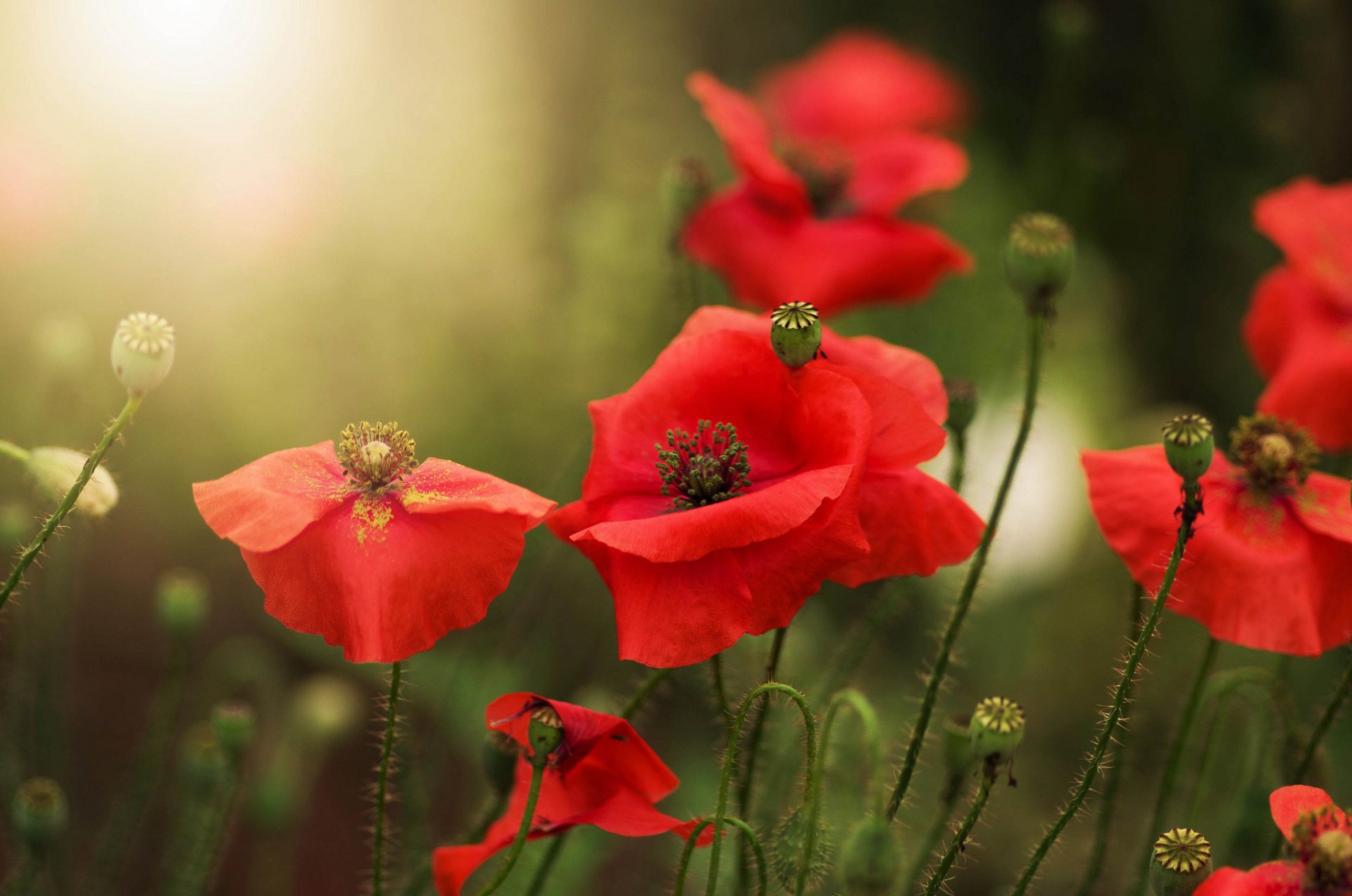 Download Summer Red Flower Flower Nature Poppy HD Wallpaper