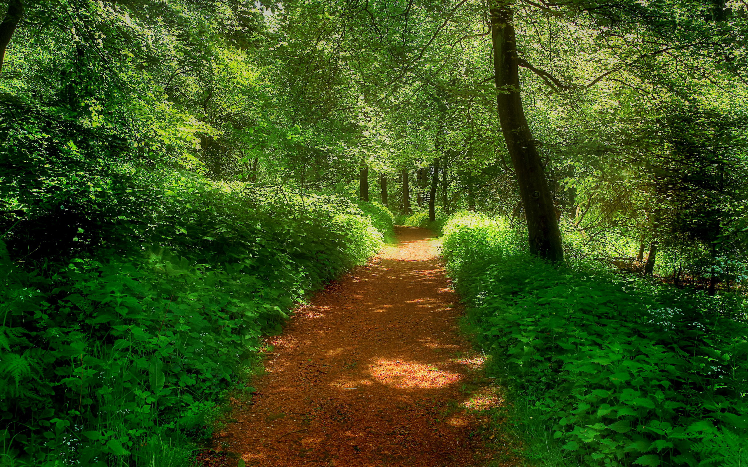 Download Green Forest Nature Path HD Wallpaper