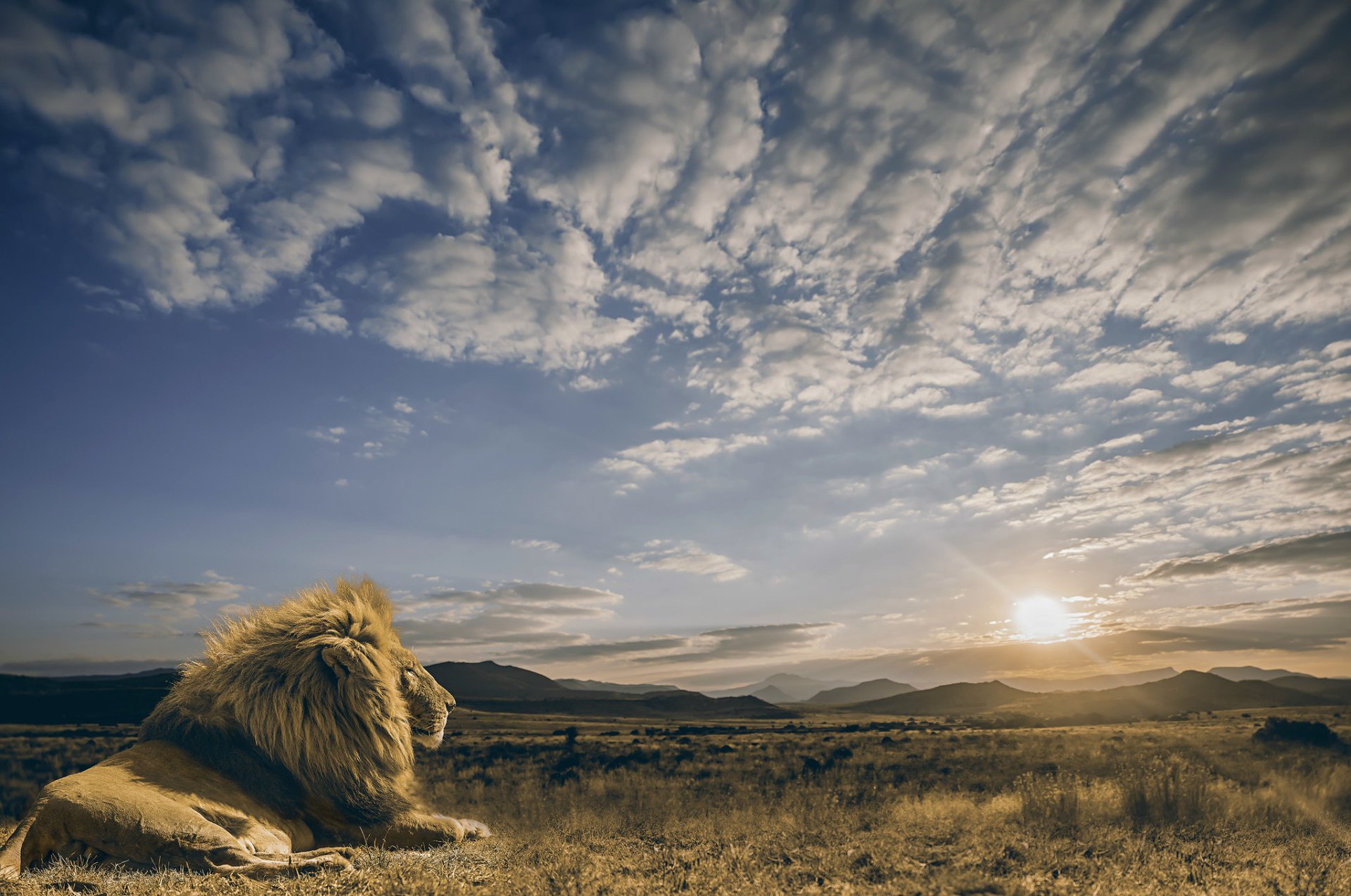 Majestic Lion Resting Under a Sunny, Cloud-Kissed Sky – HD Landscape ...